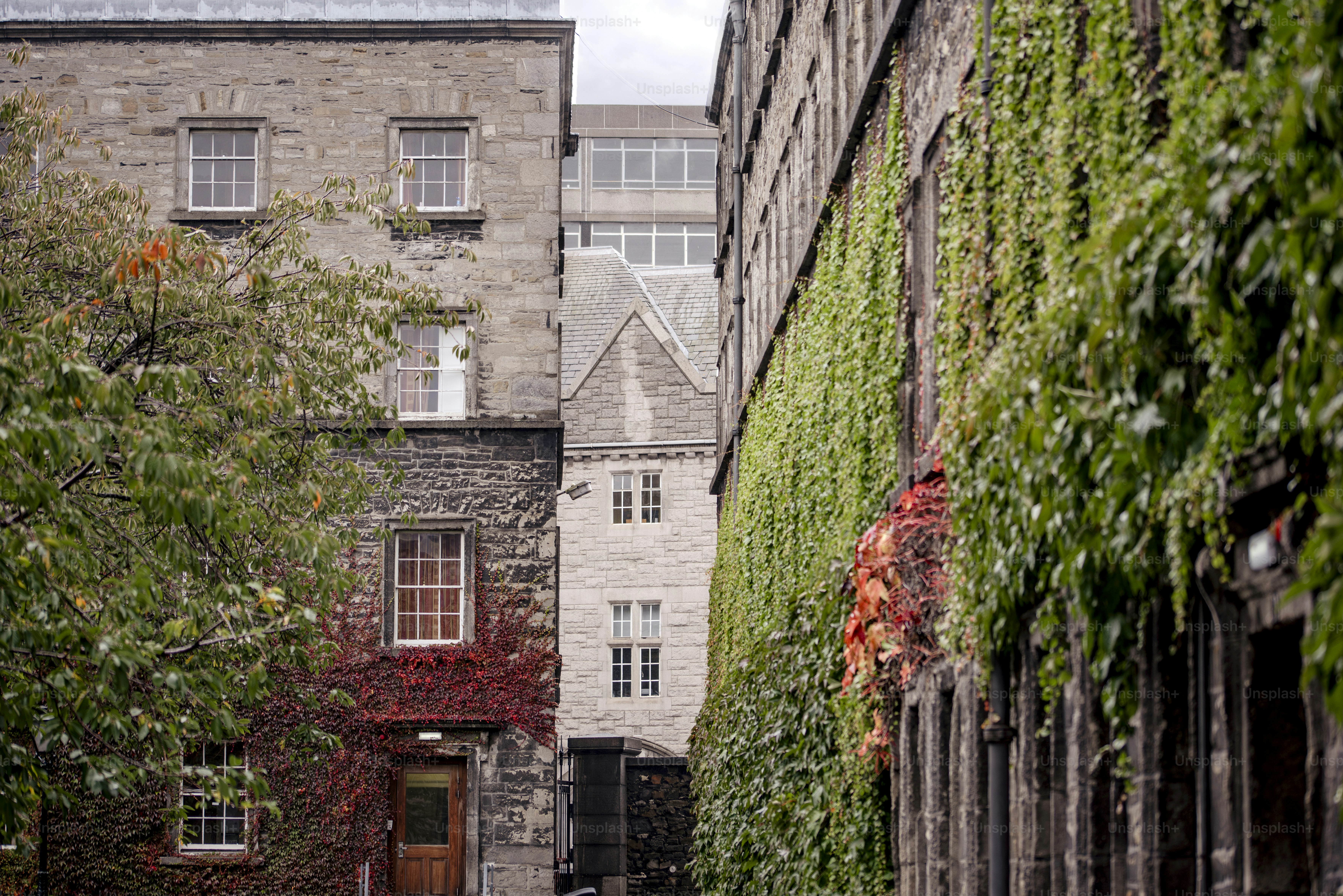 A narrow alley way with a building covered in ivy photo – Building ...