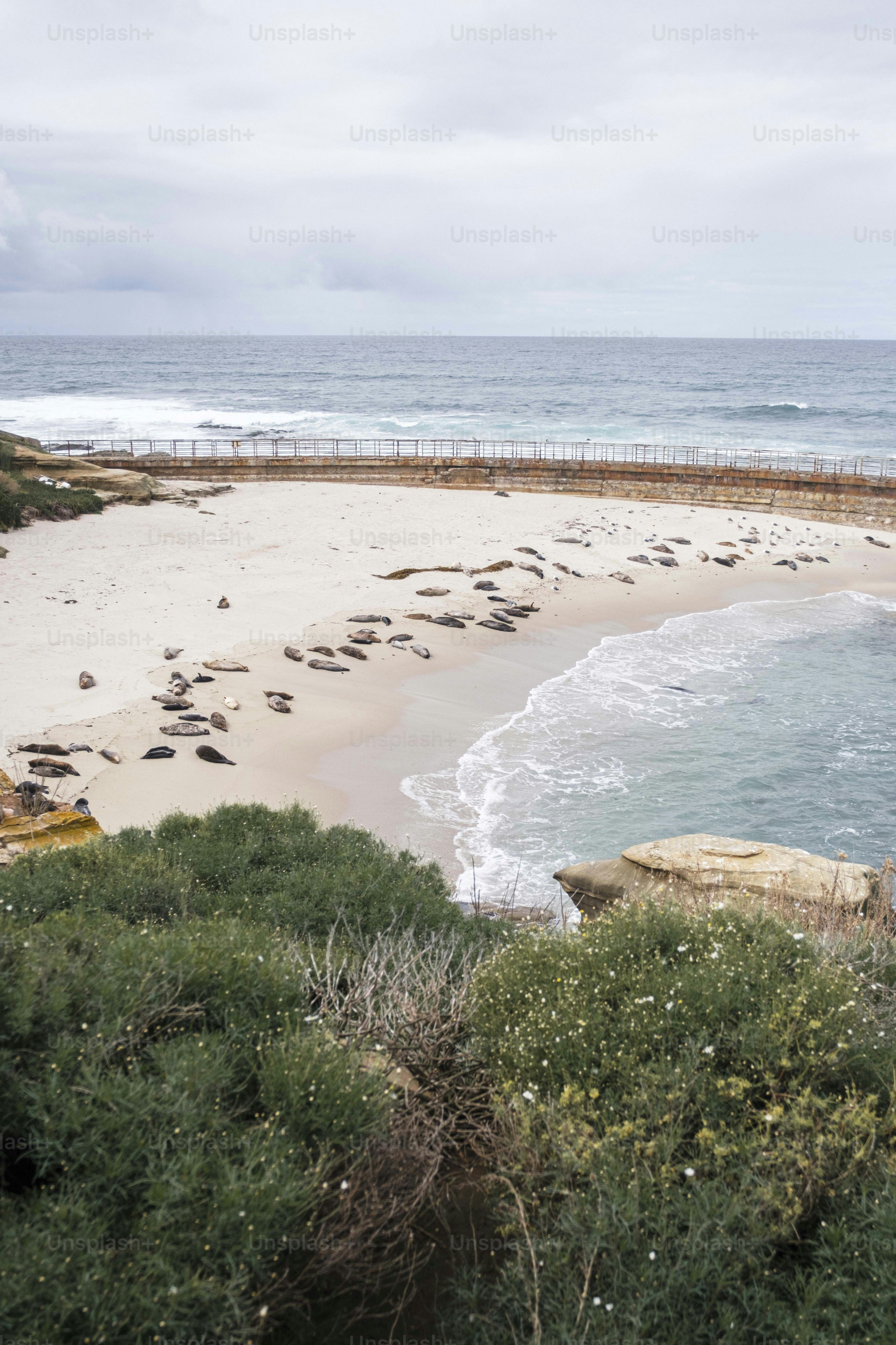 A bunch of animals that are on a beach photo – San diego Image on Unsplash