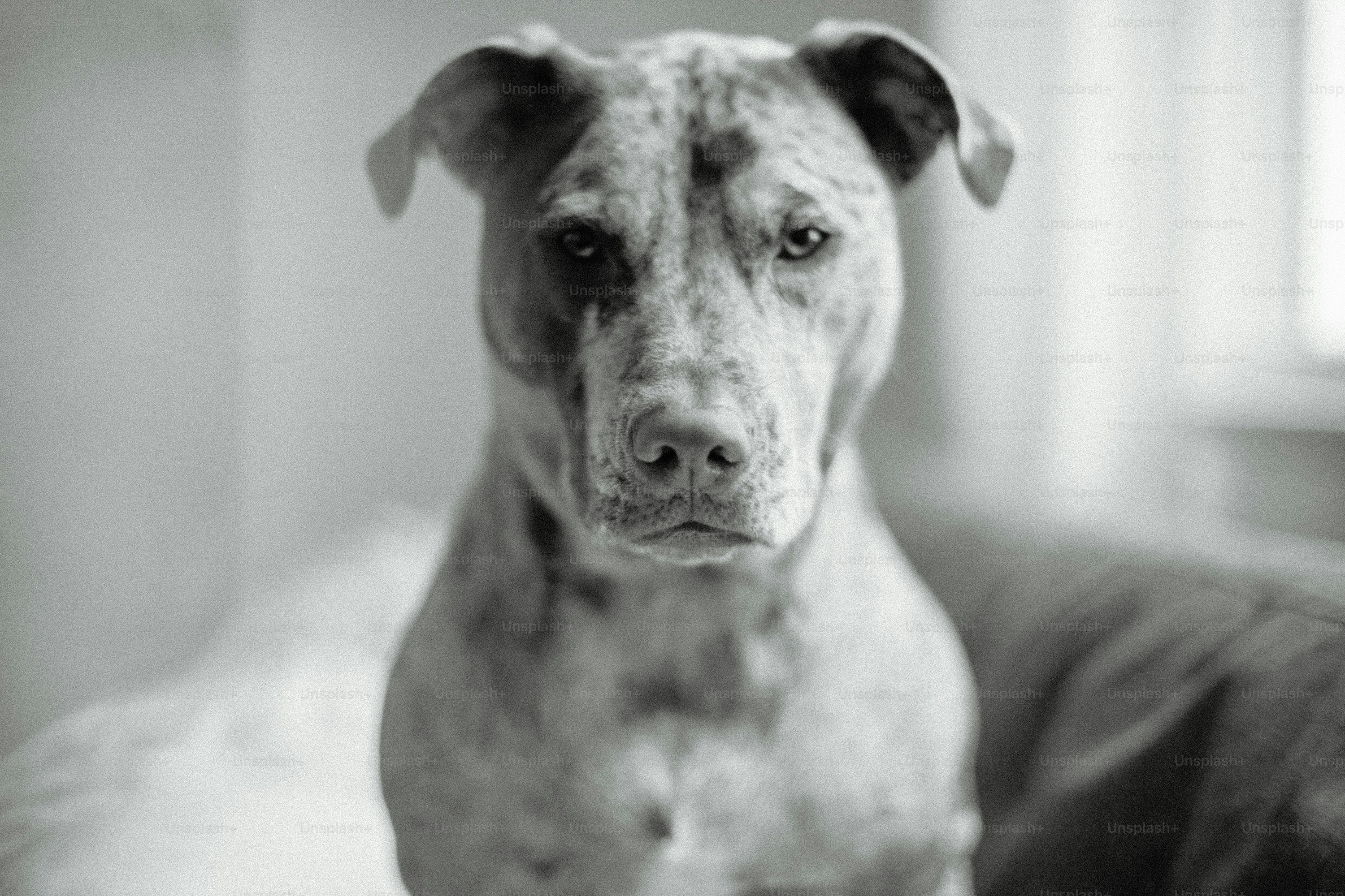 A close up of a dog sitting on a couch photo – Doggo Image on Unsplash