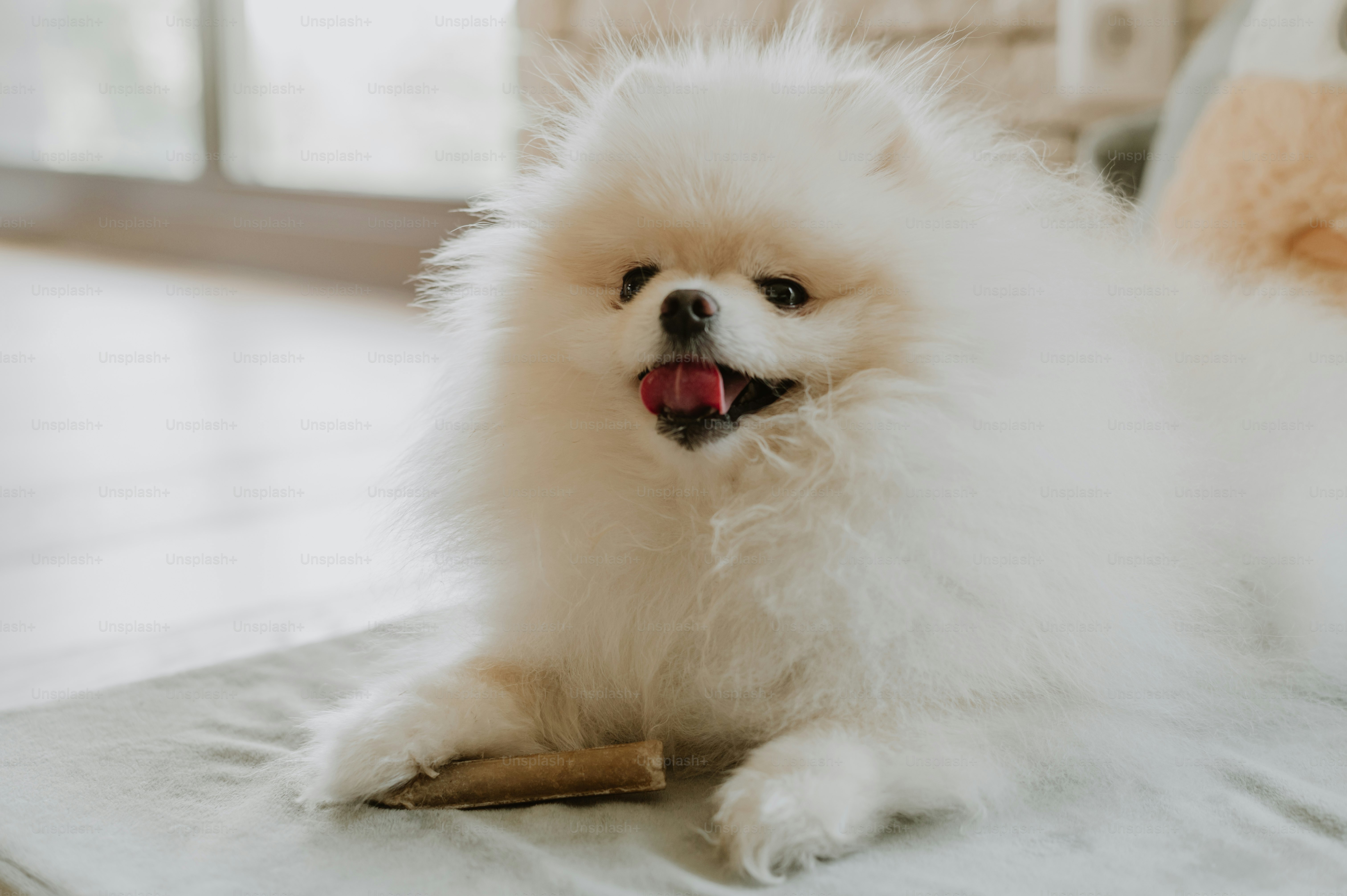 A small white dog sitting on top of a table photo – Doggo Image on Unsplash