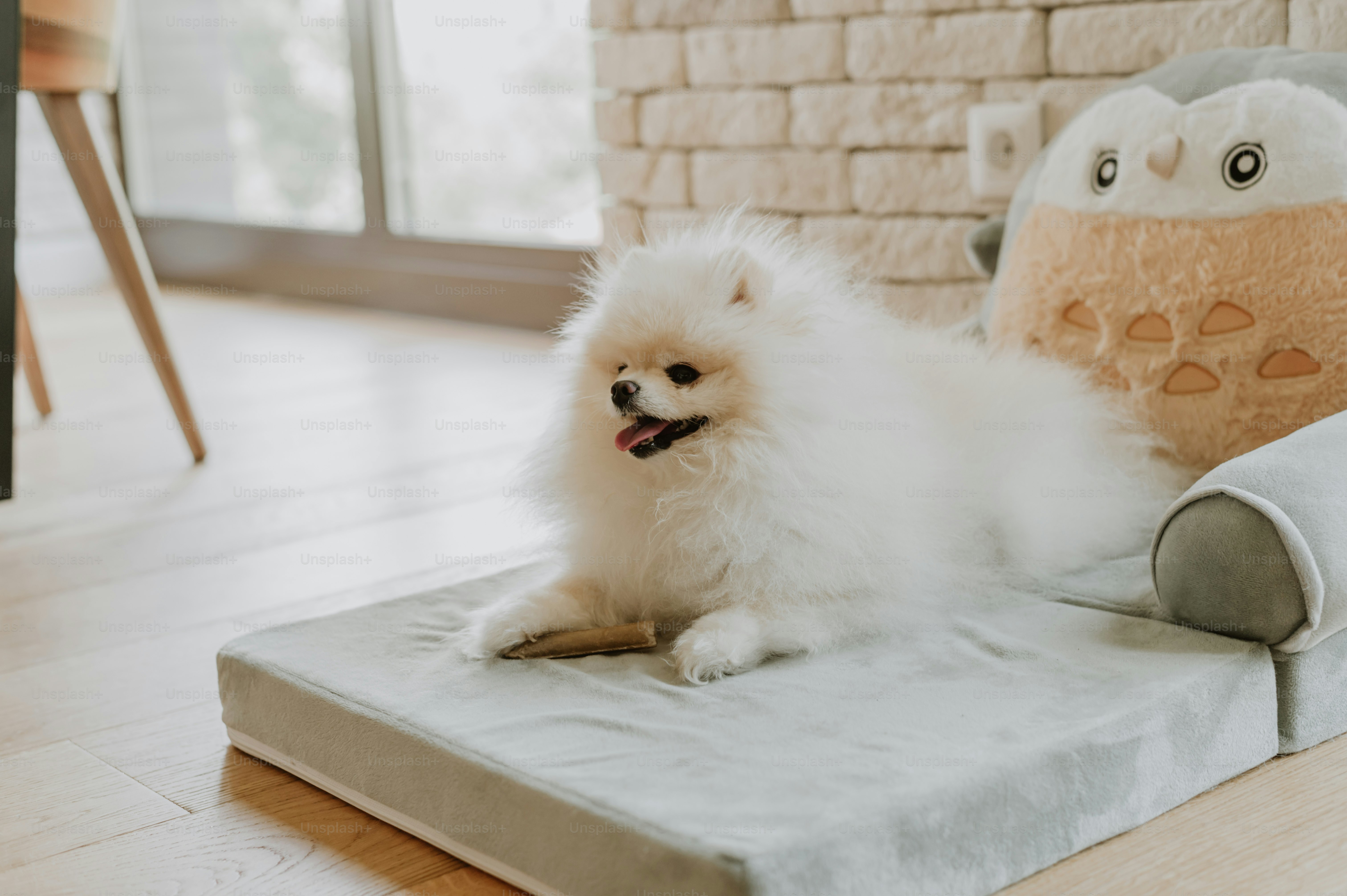 A small white dog laying on top of a dog bed photo – Doggo Image on ...