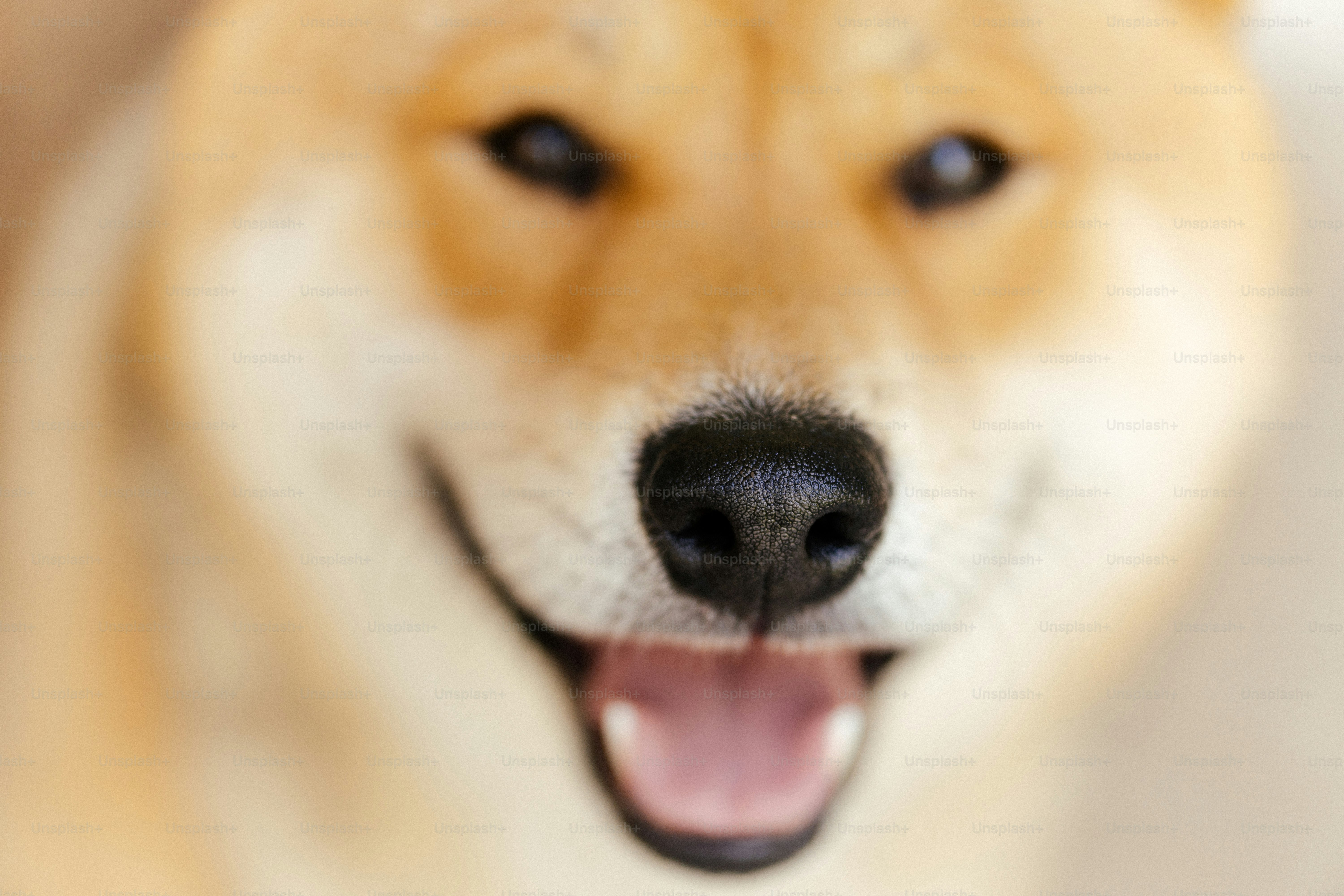 A close up of a dog's face with it's mouth open photo – Shiba inu Image ...