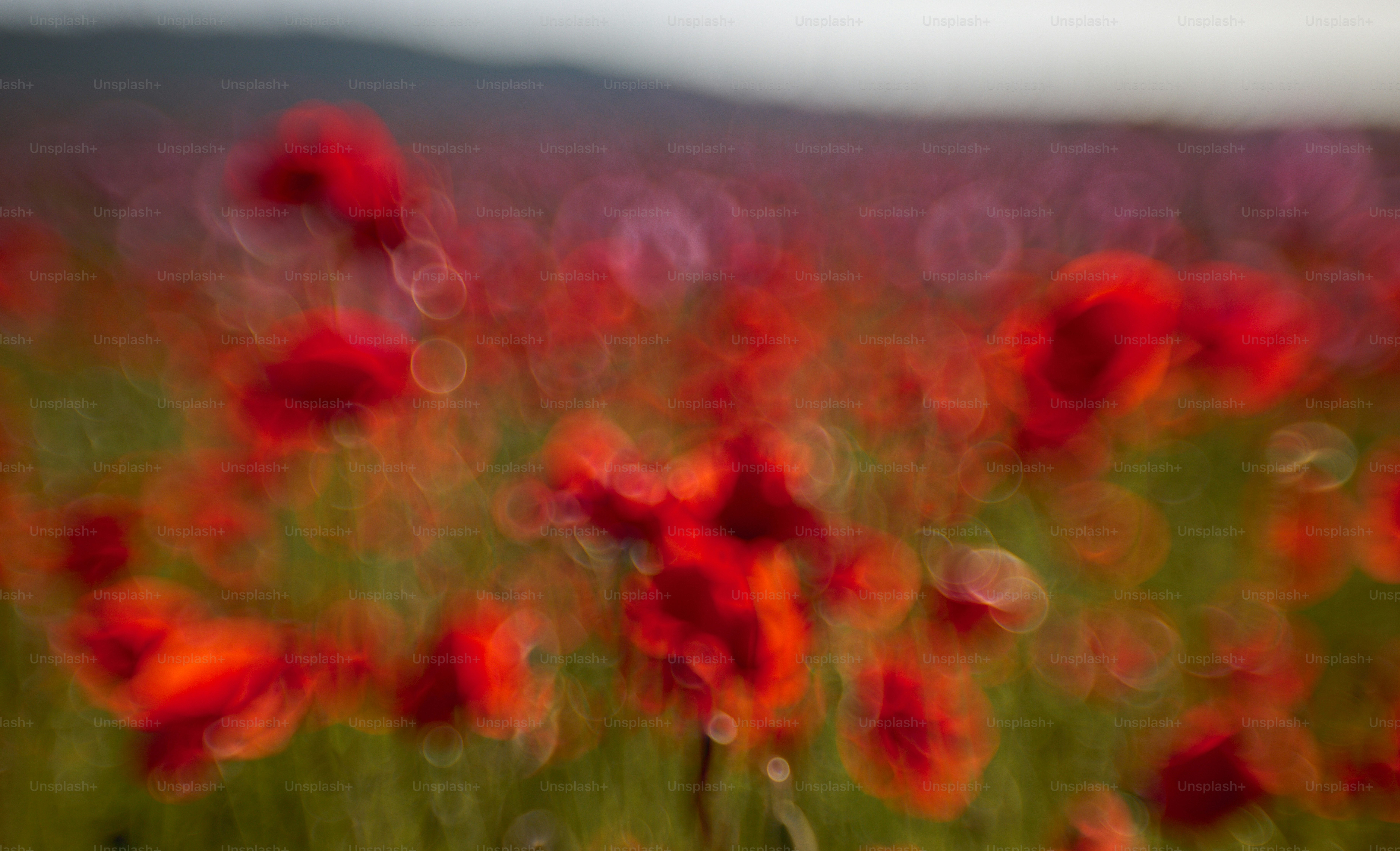 A field full of red flowers on a sunny day photo – Light Image on Unsplash