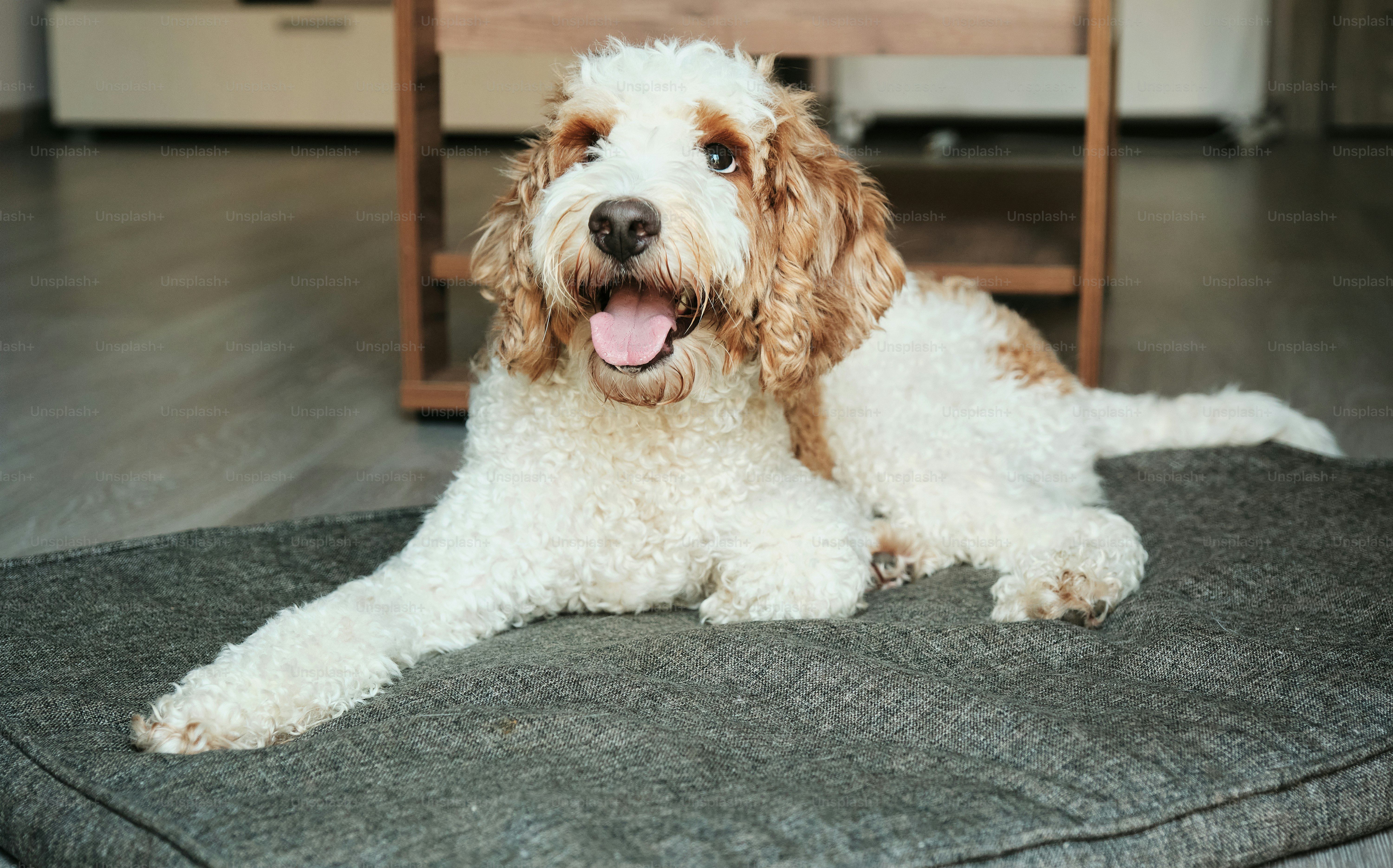 A dog laying on a bed in a room photo – Labradoodle Image on Unsplash