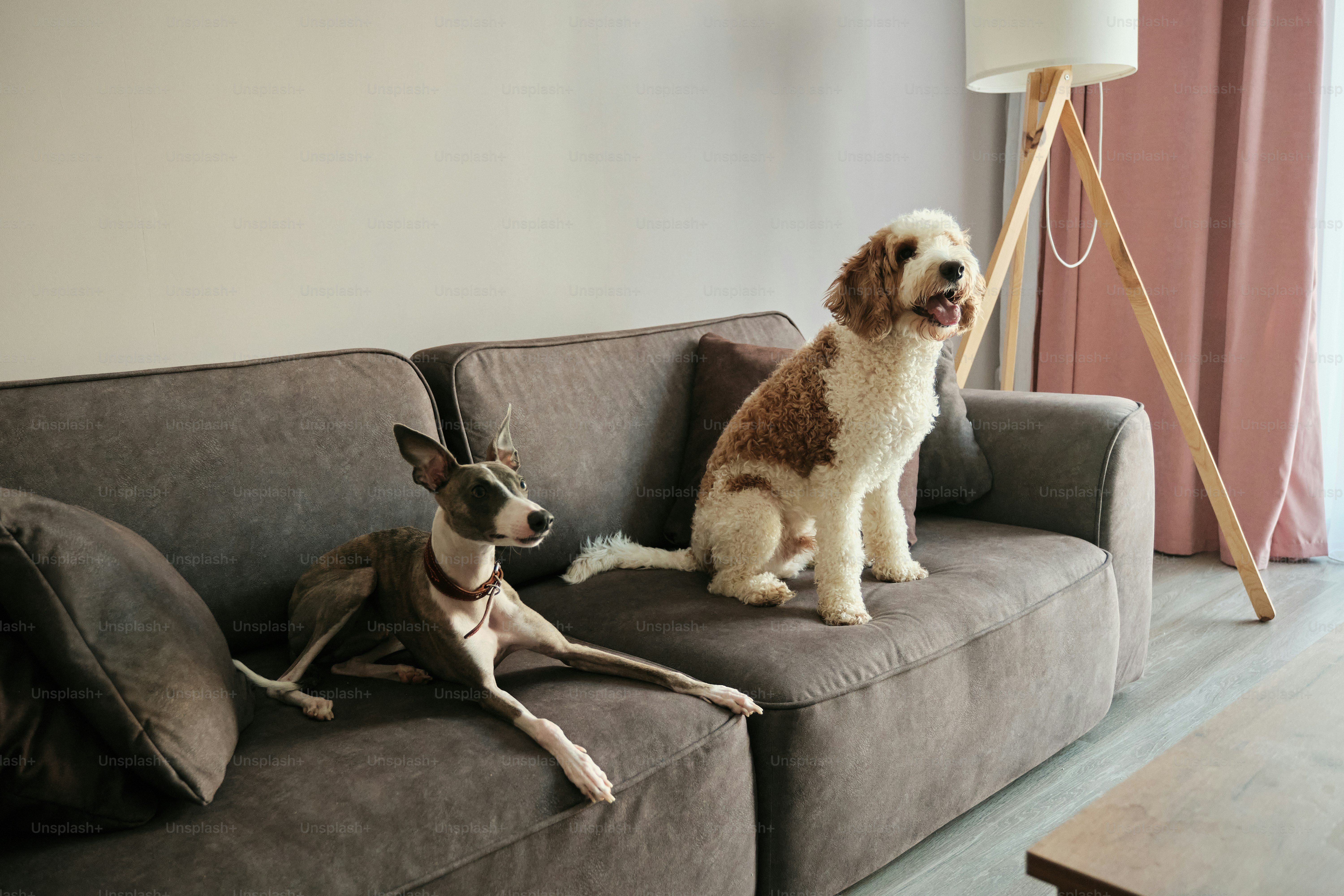 Two dogs sitting on a couch in a living room photo – Labradoodle Image ...