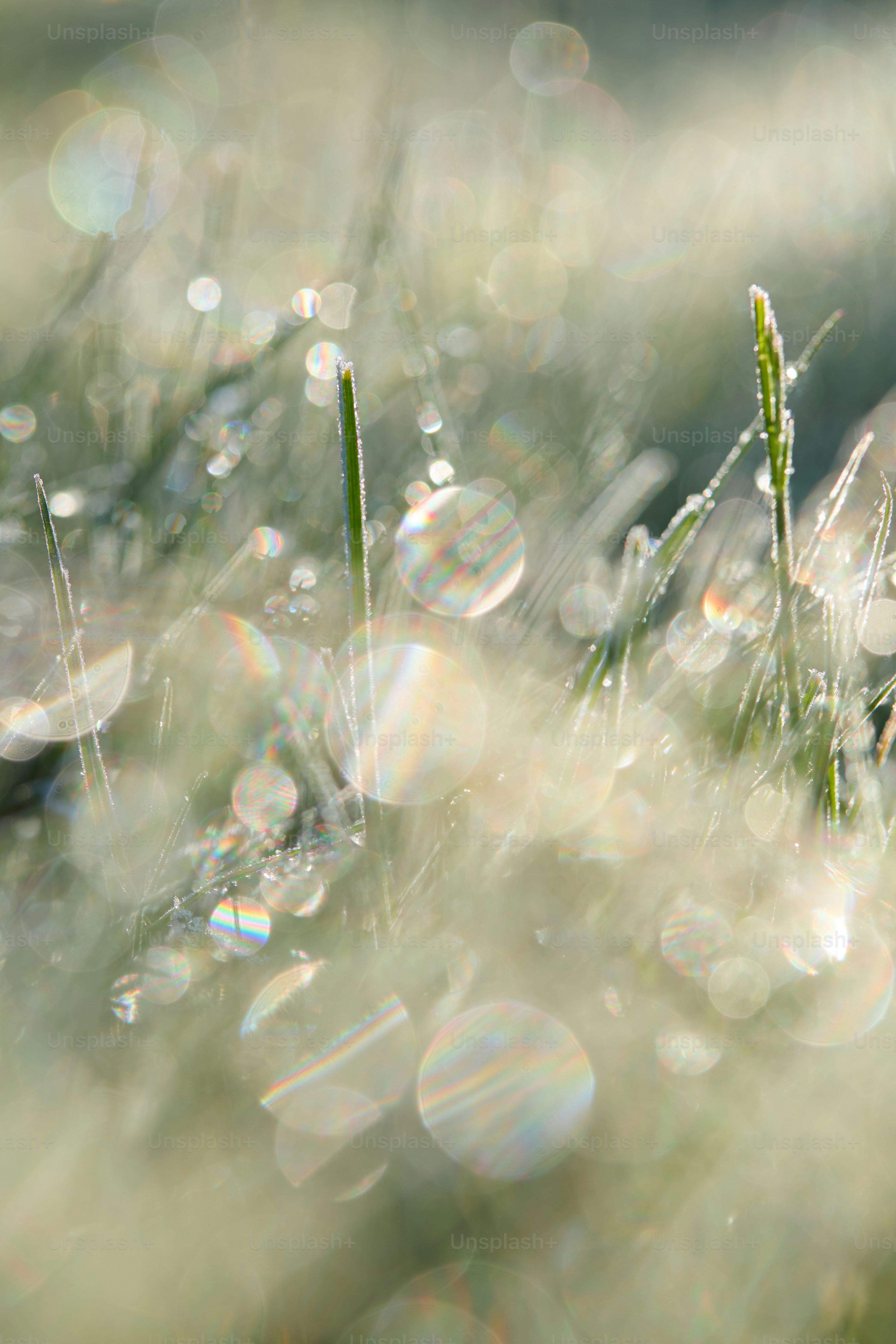 500+ Dew Pictures | Download Free Images & Stock Photos on Unsplash