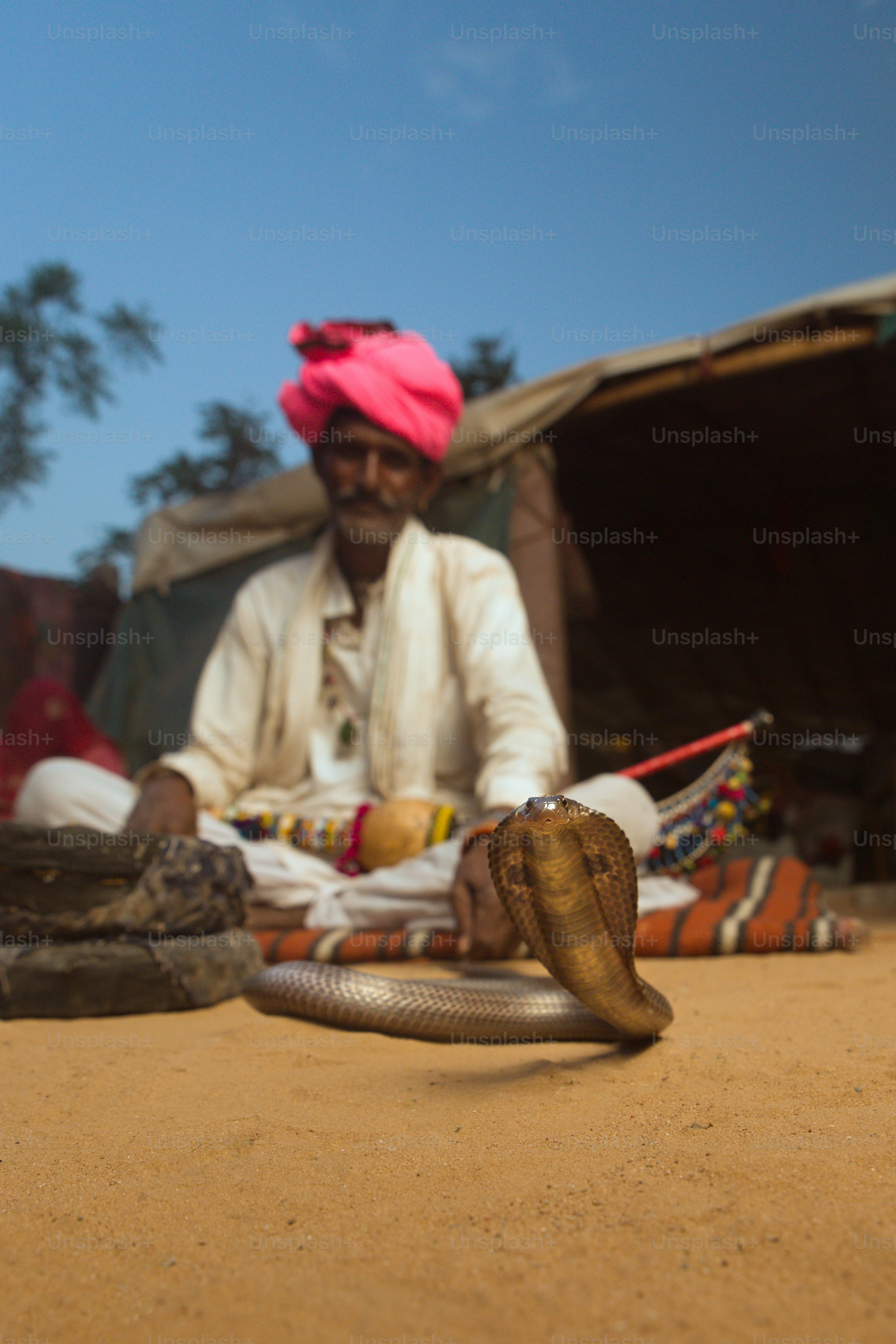 A man sitting on the ground next to a snake photo – Kalbeliya Image on ...