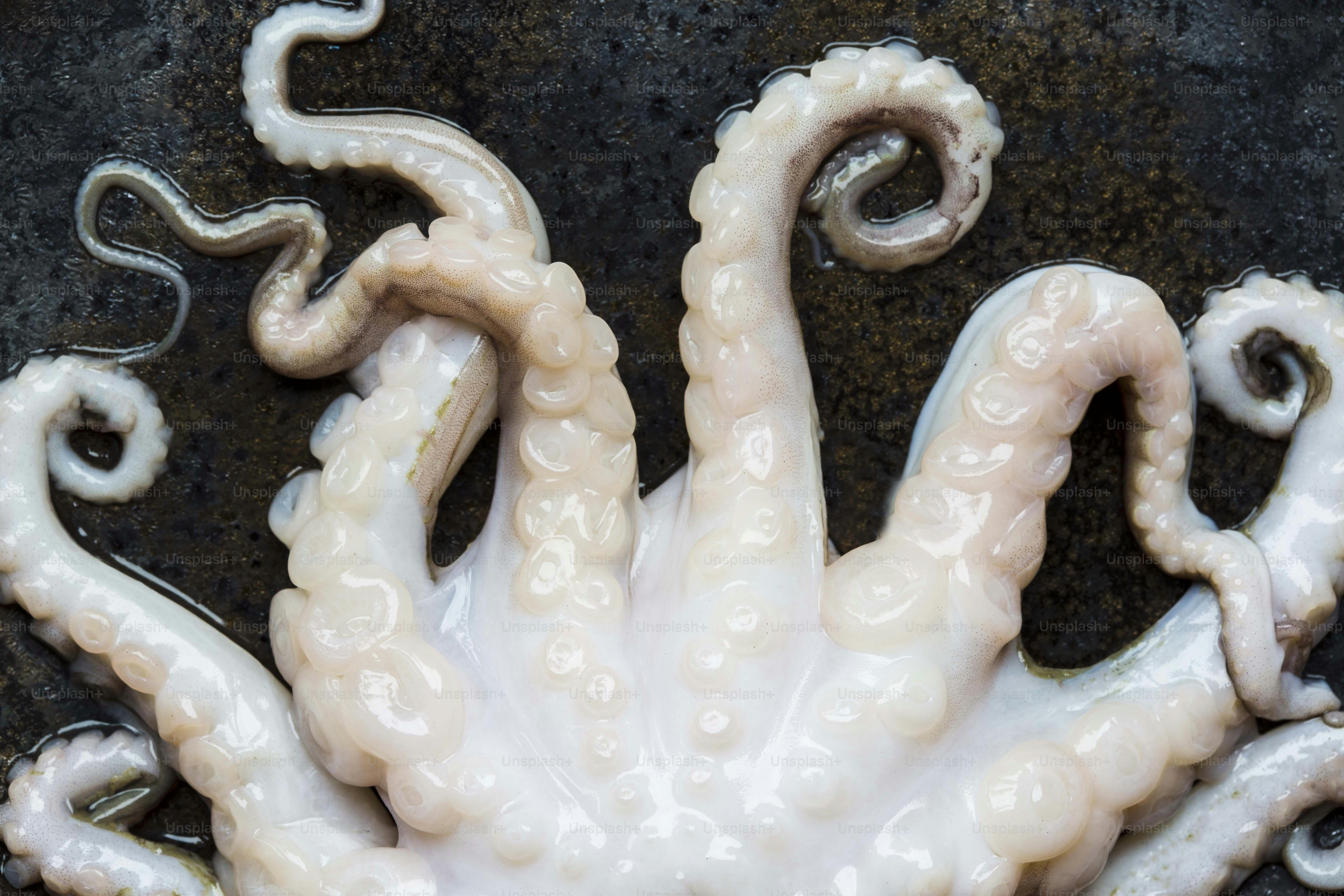 A close up of an octopus on a black surface photo – Seafood Image on ...