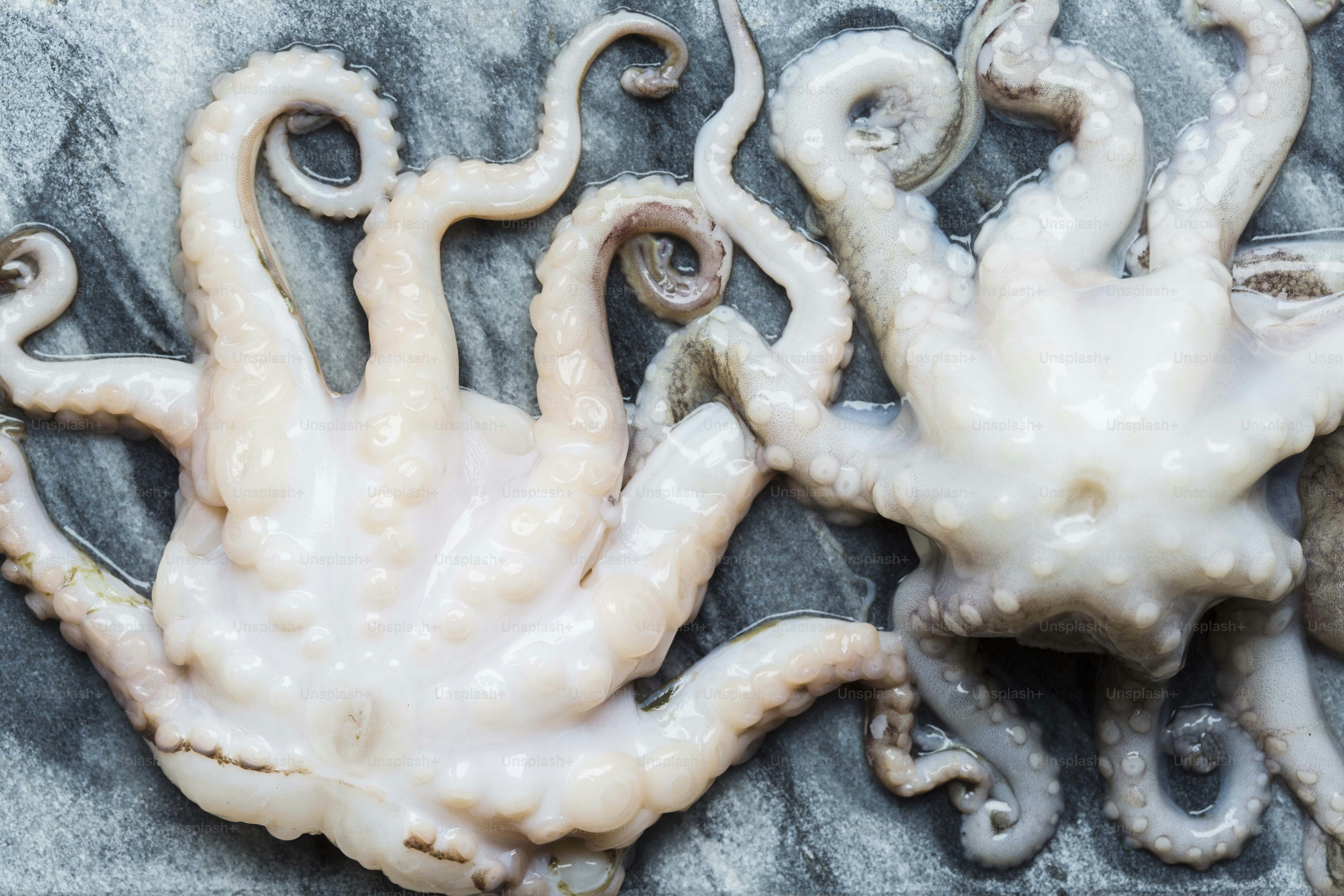 A group of octopuses laying on top of each other photo – Seafood Image ...