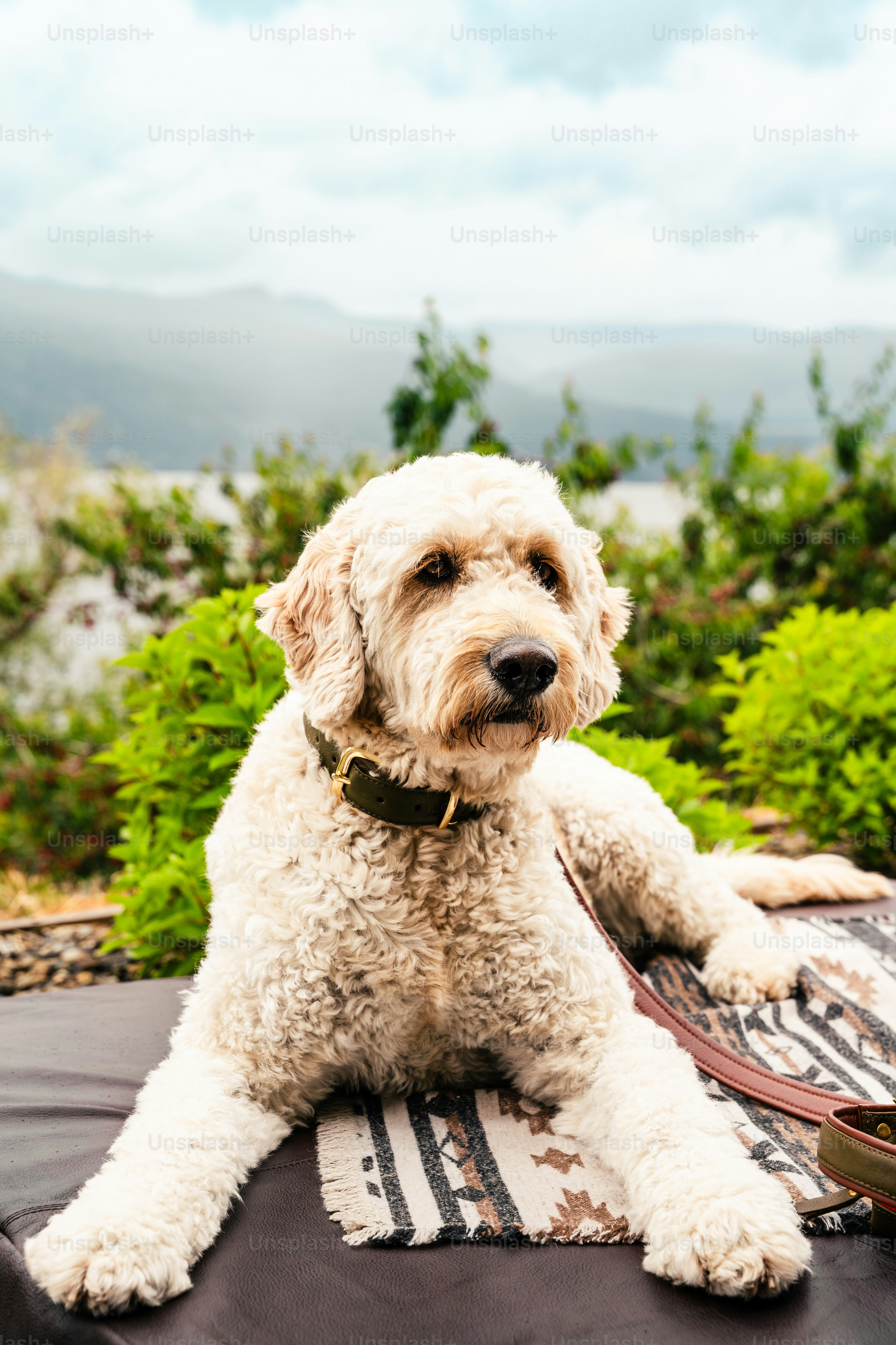 Un perro blanco sentado encima de una manta foto – Imagen de Perro en ...