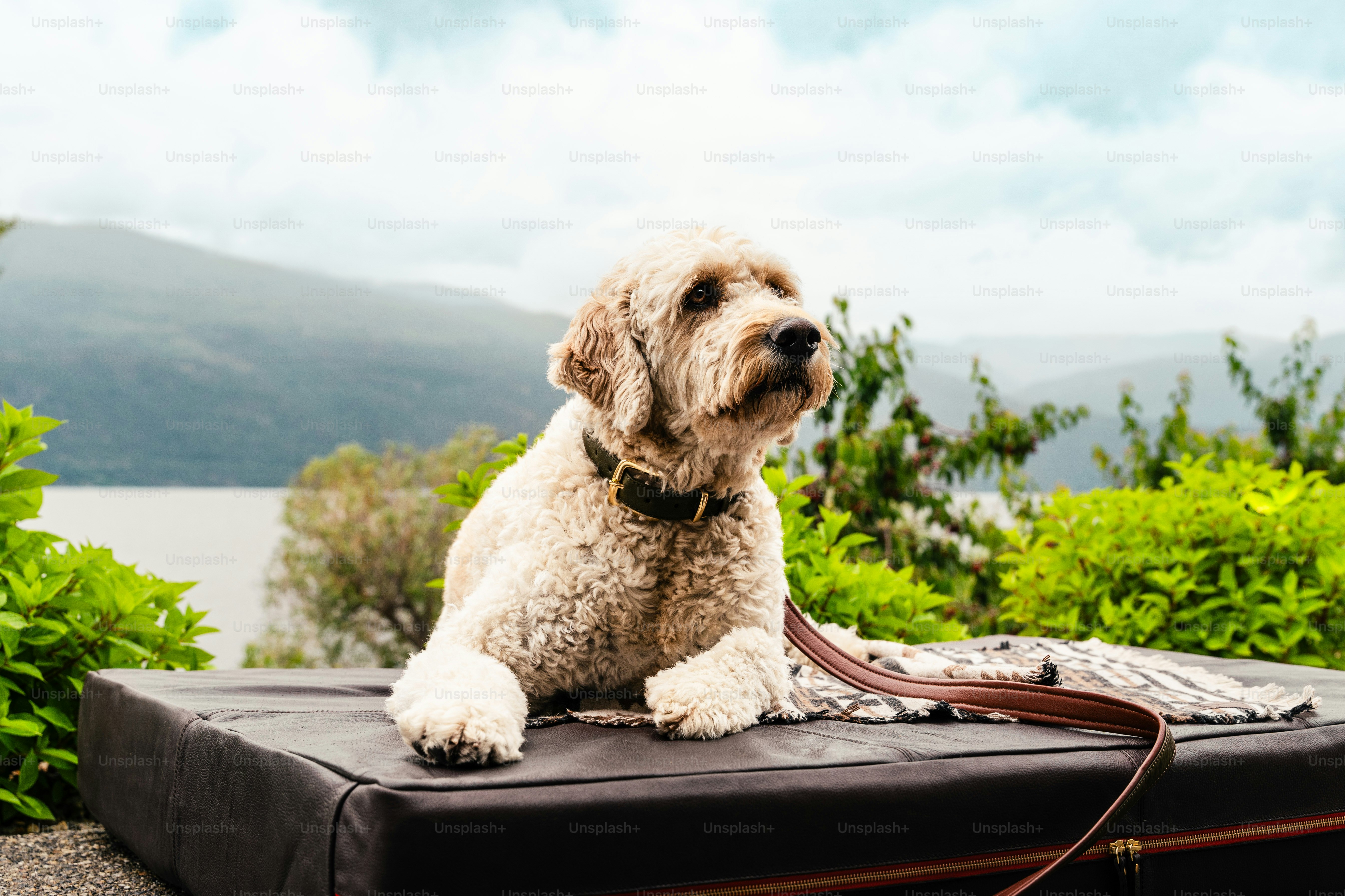 A dog sitting on top of a piece of luggage photo – Labradoodle Image on ...