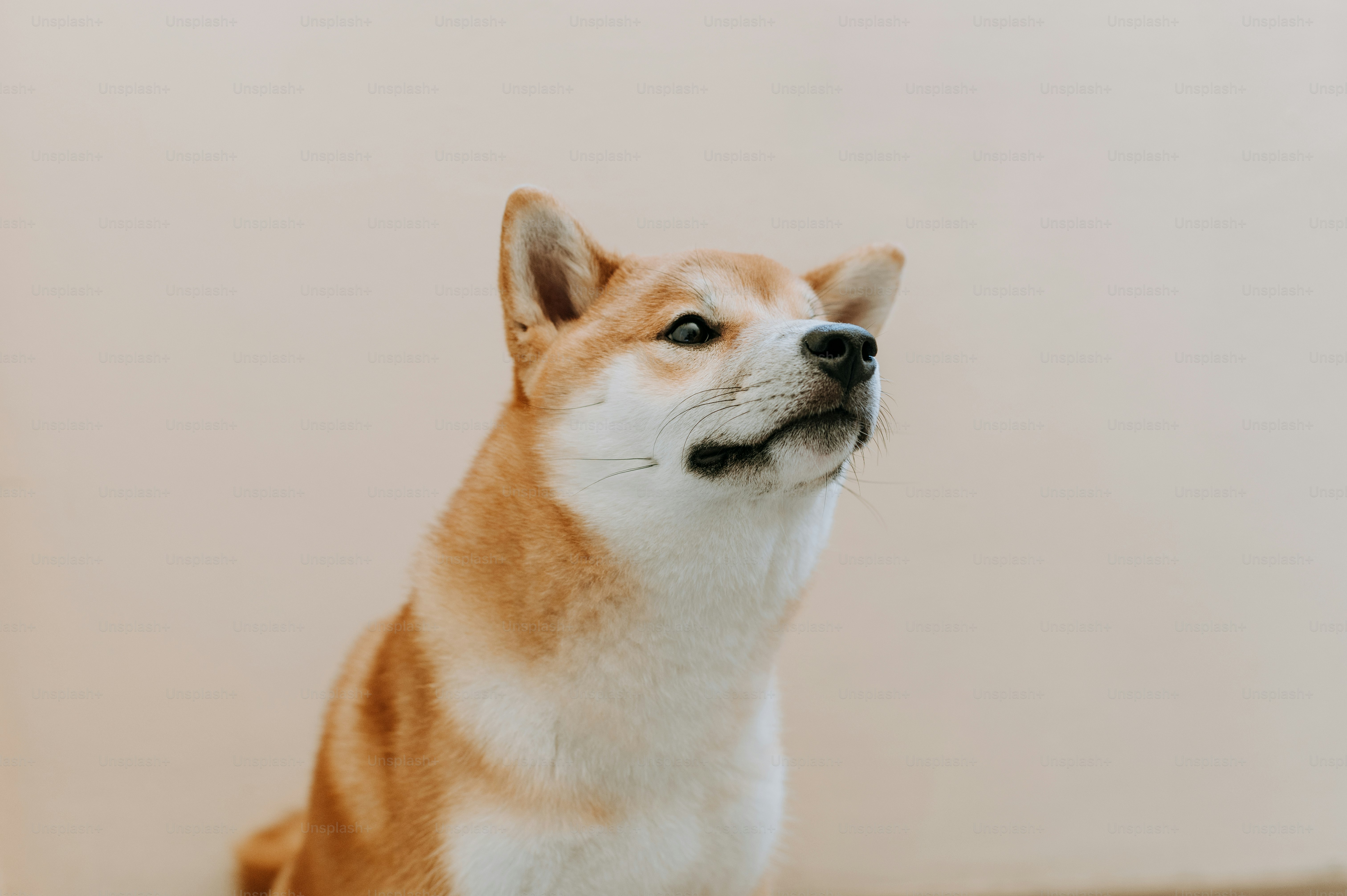 A brown and white dog sitting on top of a brown couch photo – Pet dog ...