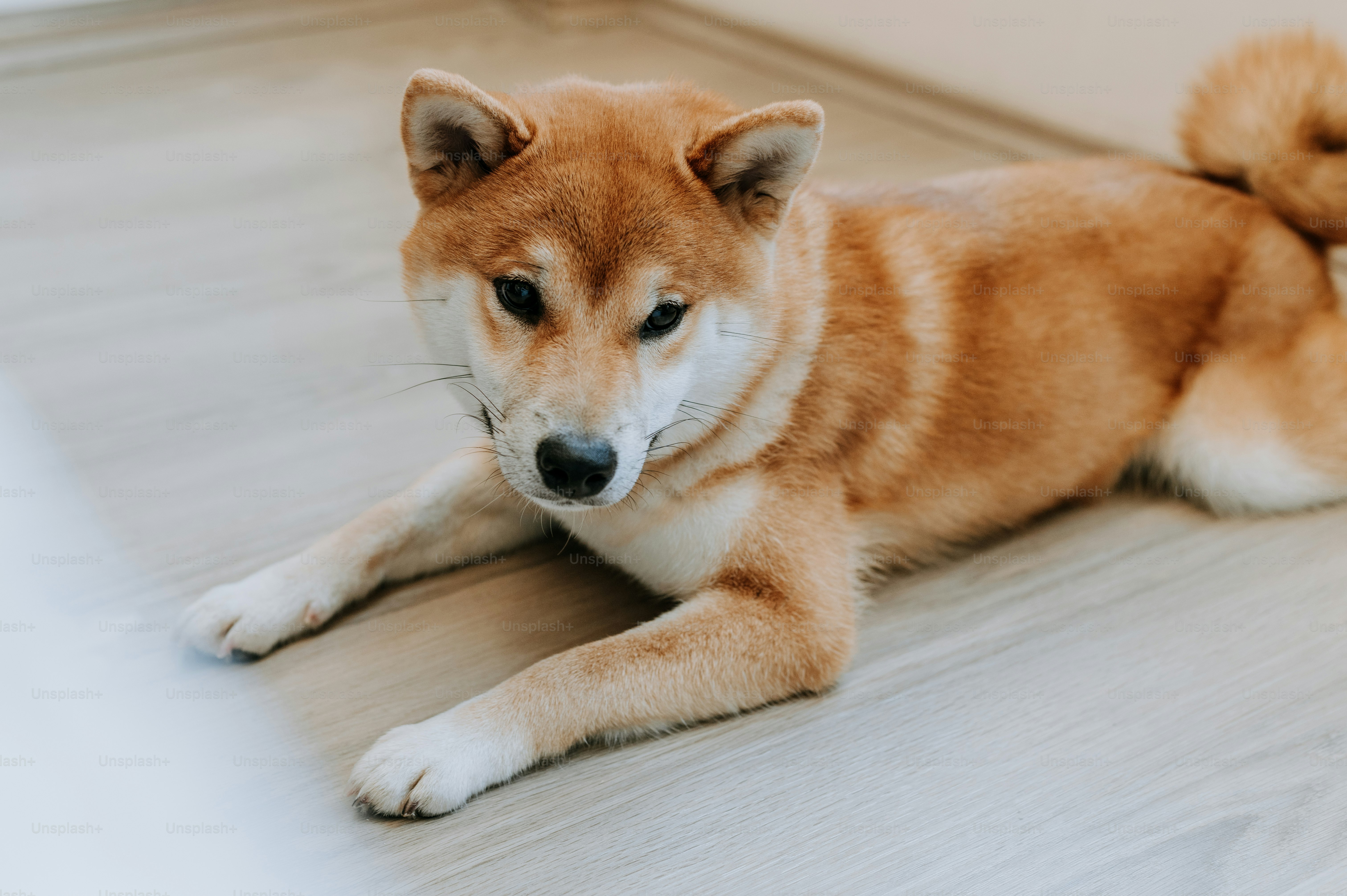 1000+ Shiba Inu Pictures | Download Free Images on Unsplash