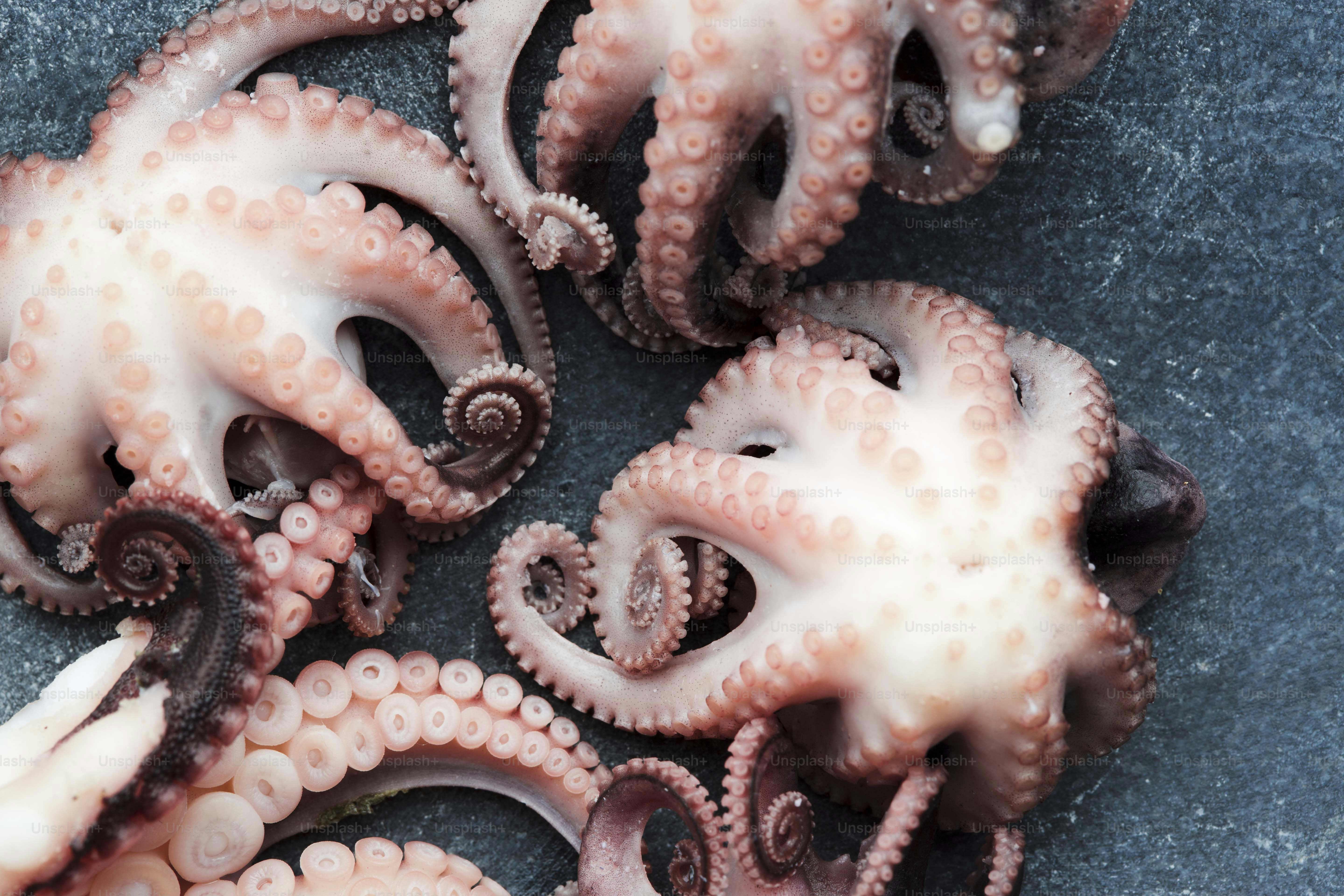 A group of octopus laying on top of a blue surface photo – Seafood ...