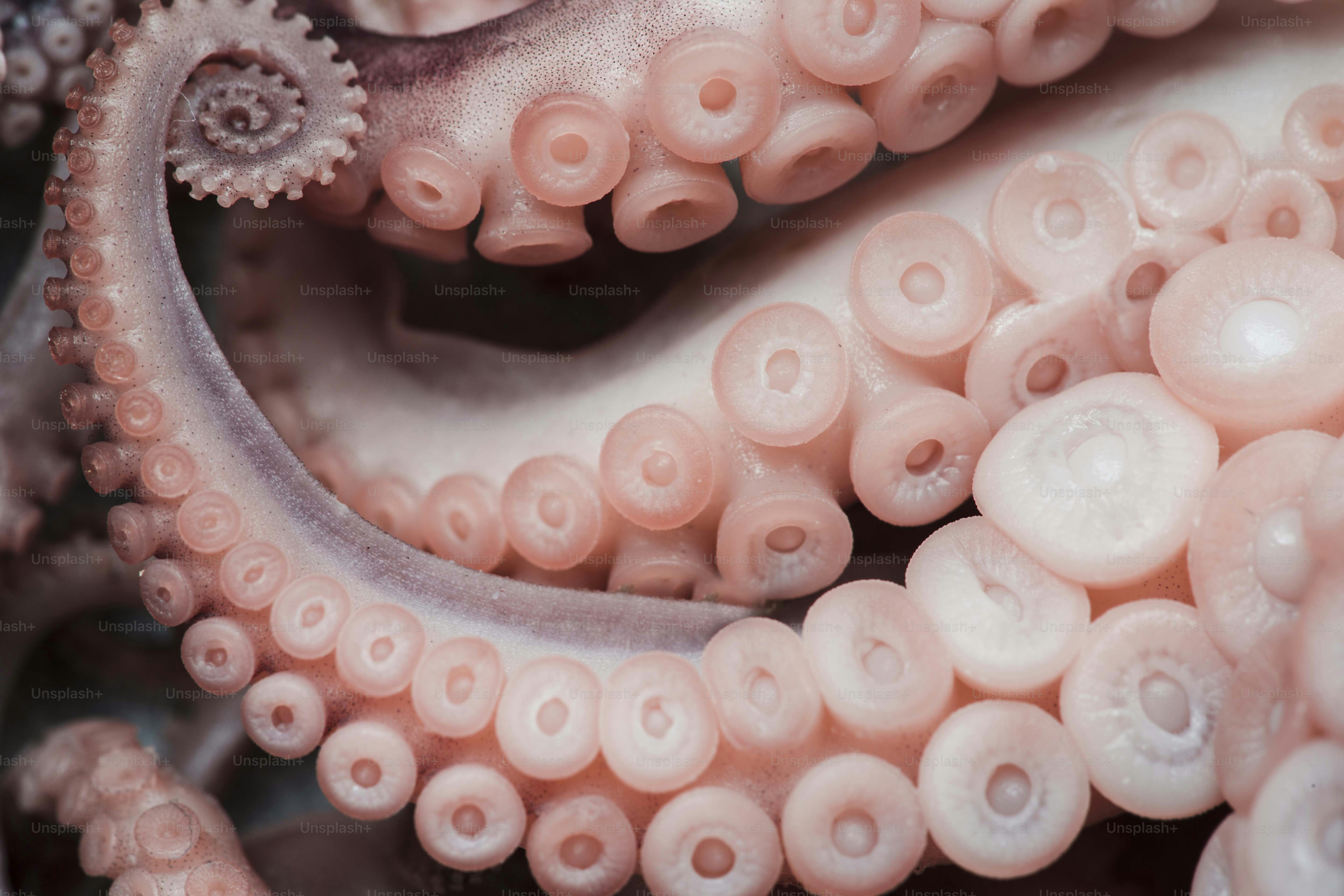 A close up of an octopus's tentacles and tentacles photo – Seafood ...