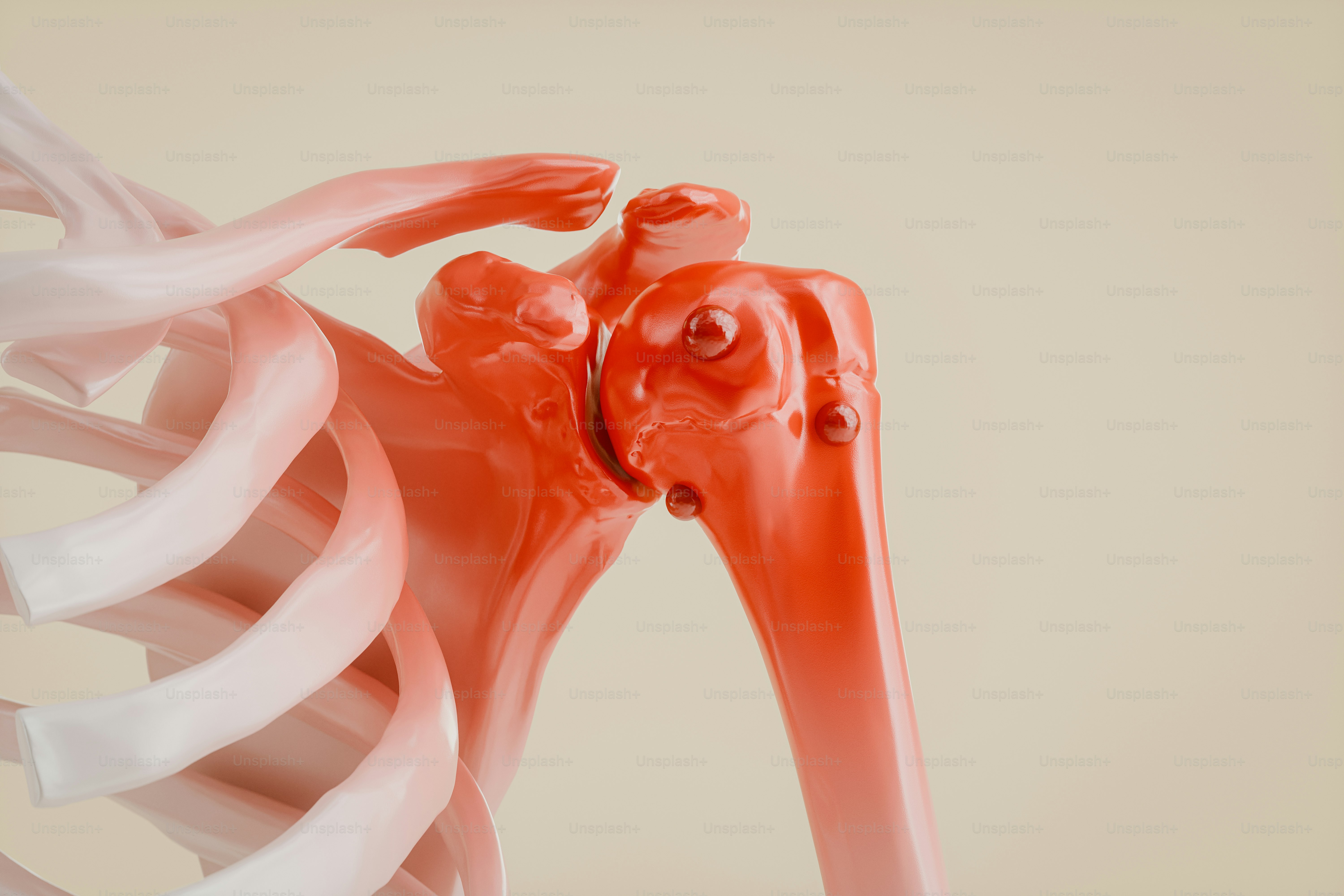 A picture of a human skeleton with the ribs exposed photo – Medical ...