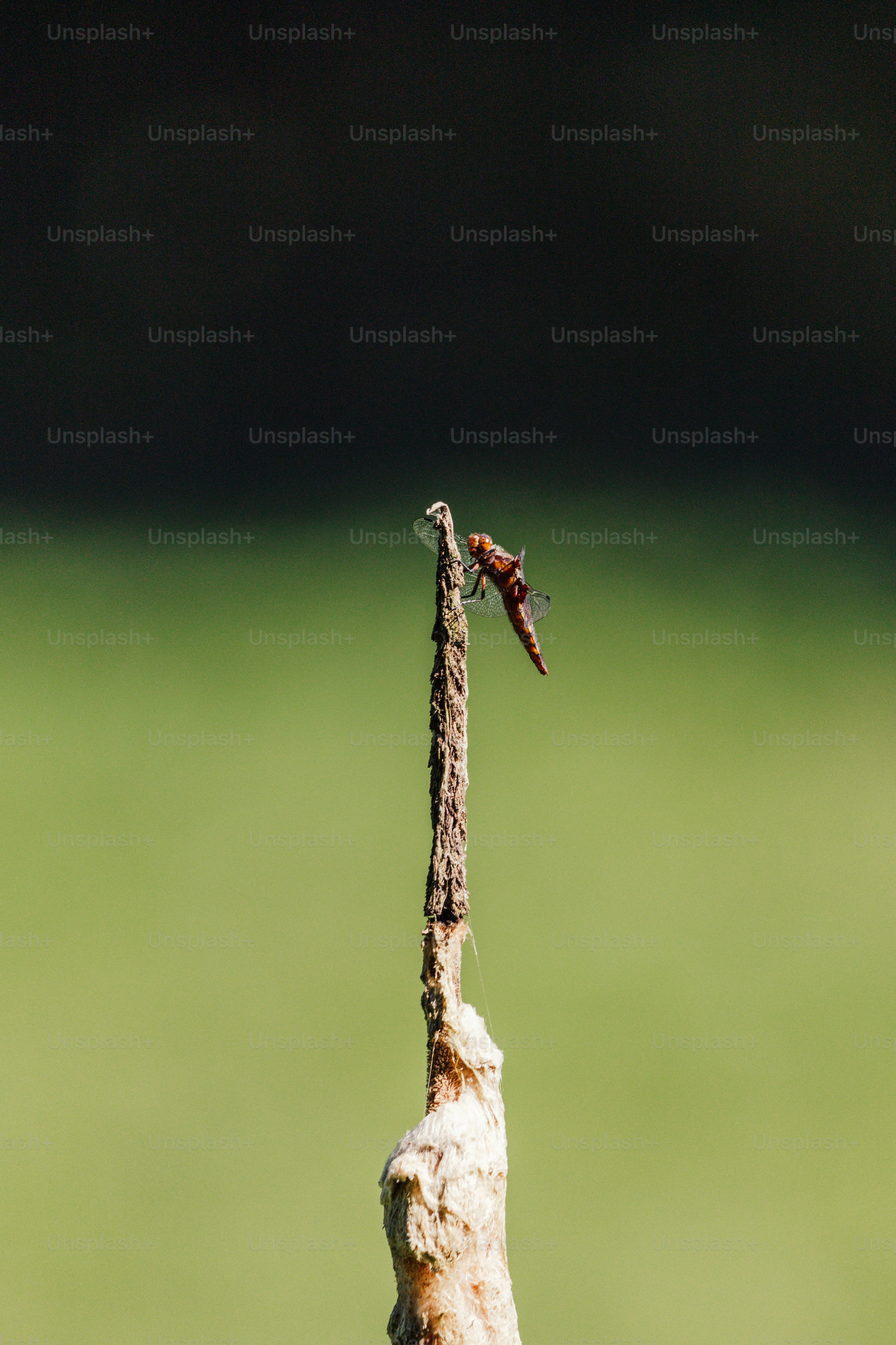 A twig with a twig sticking out of it photo – Animals Image on Unsplash