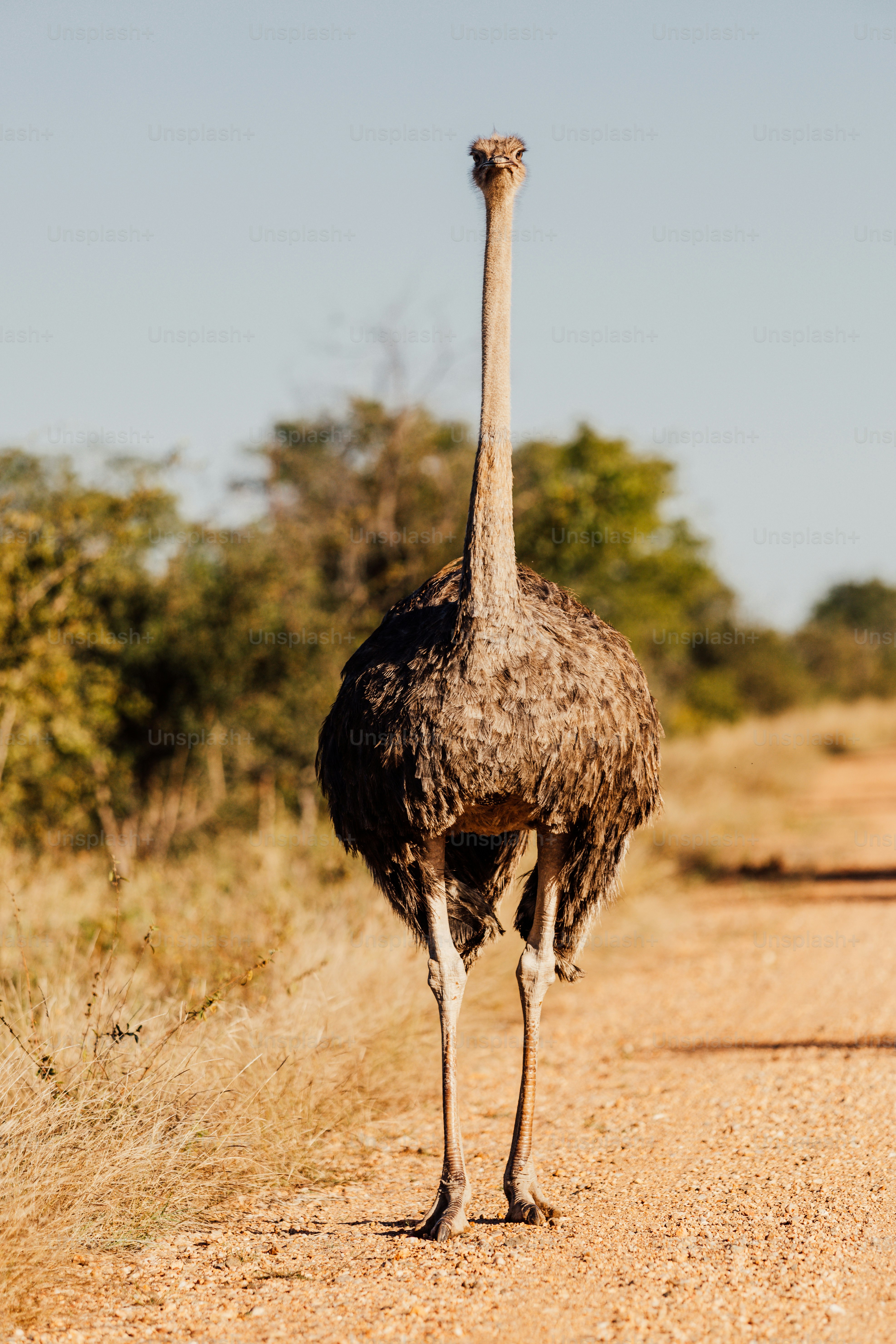 100+ Ostrich Pictures | Download Free Images on Unsplash
