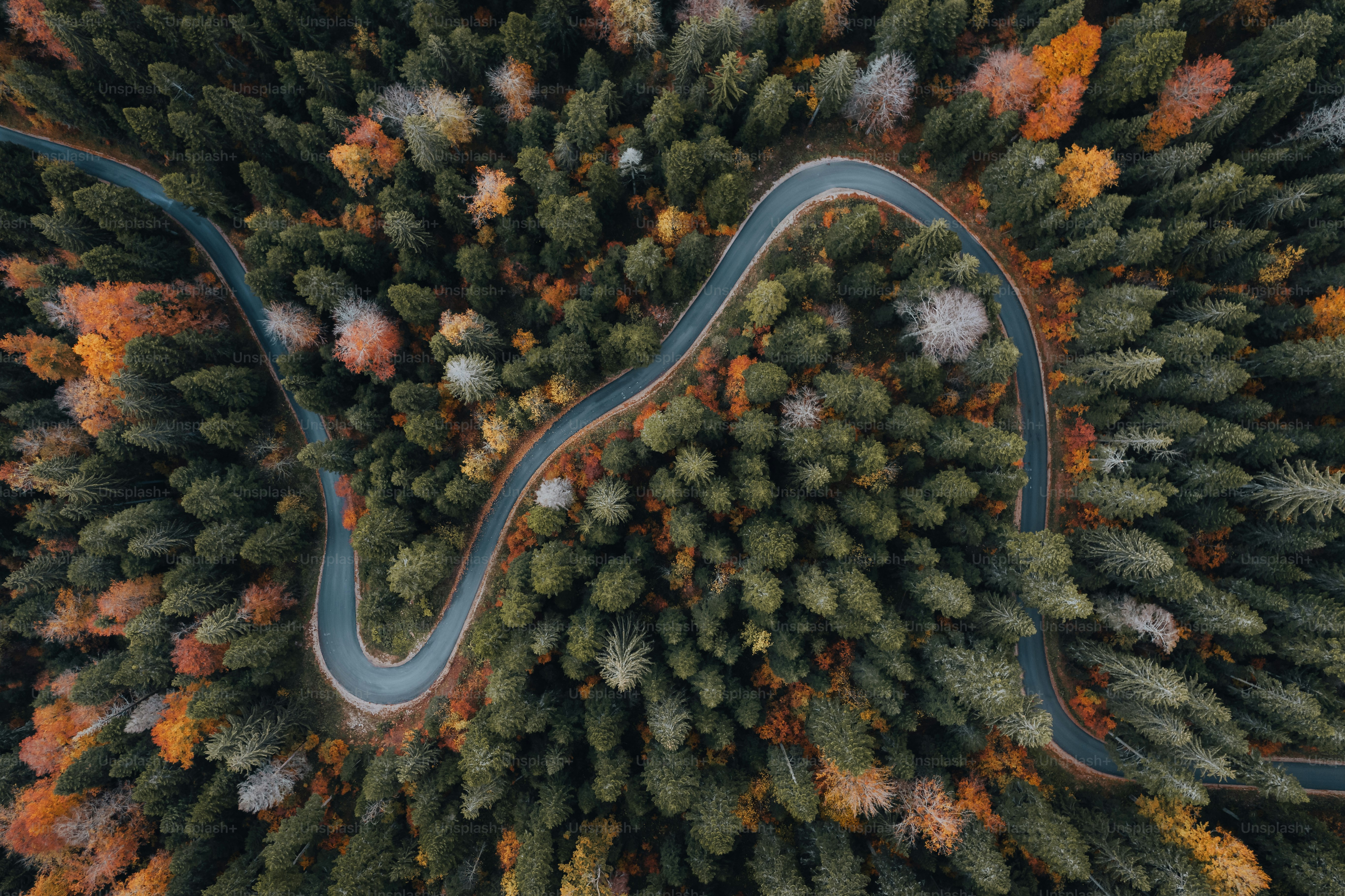 An aerial view of a winding road surrounded by trees photo – Tara ...