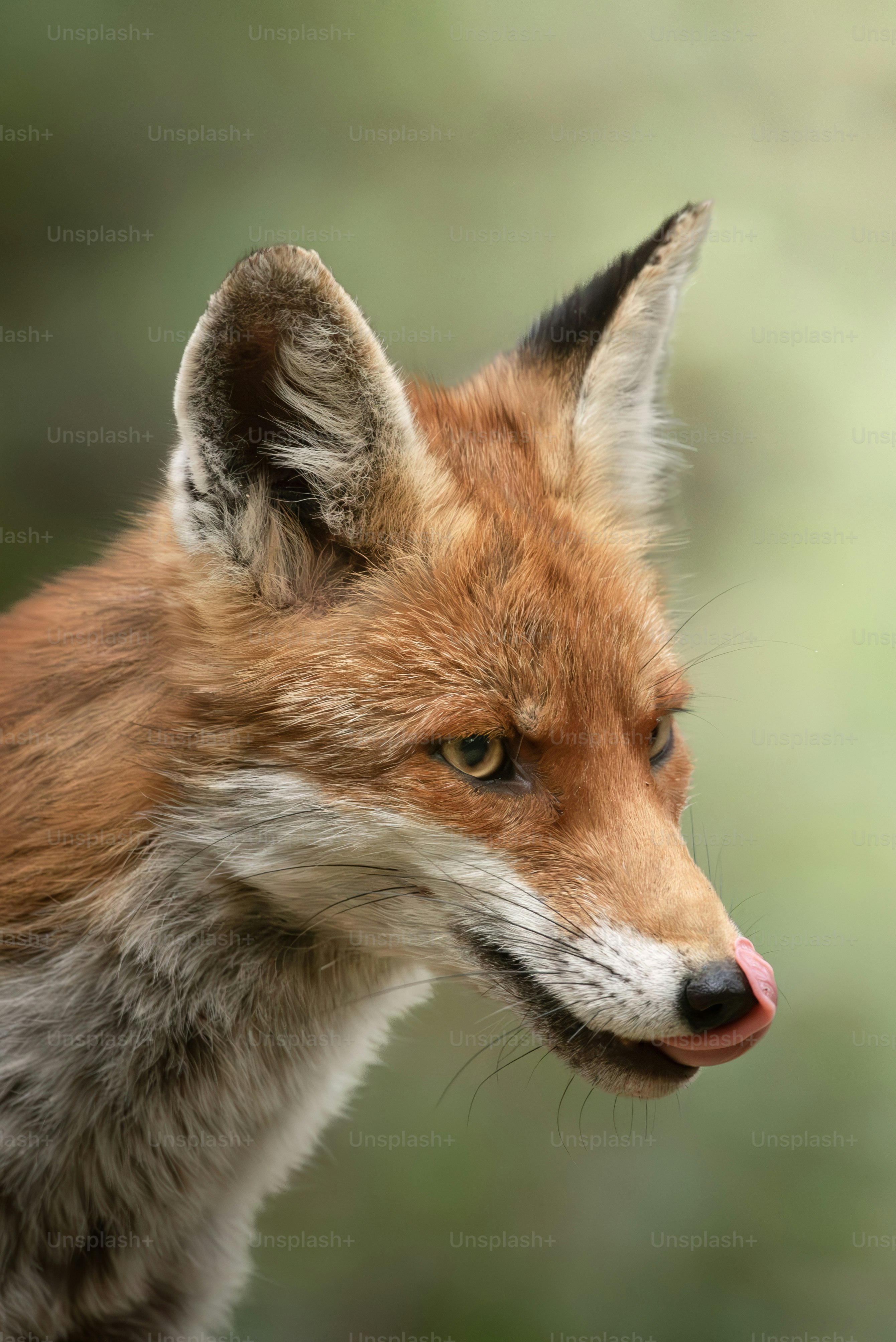A close up of a fox with a blurry background photo – Wild animal Image ...