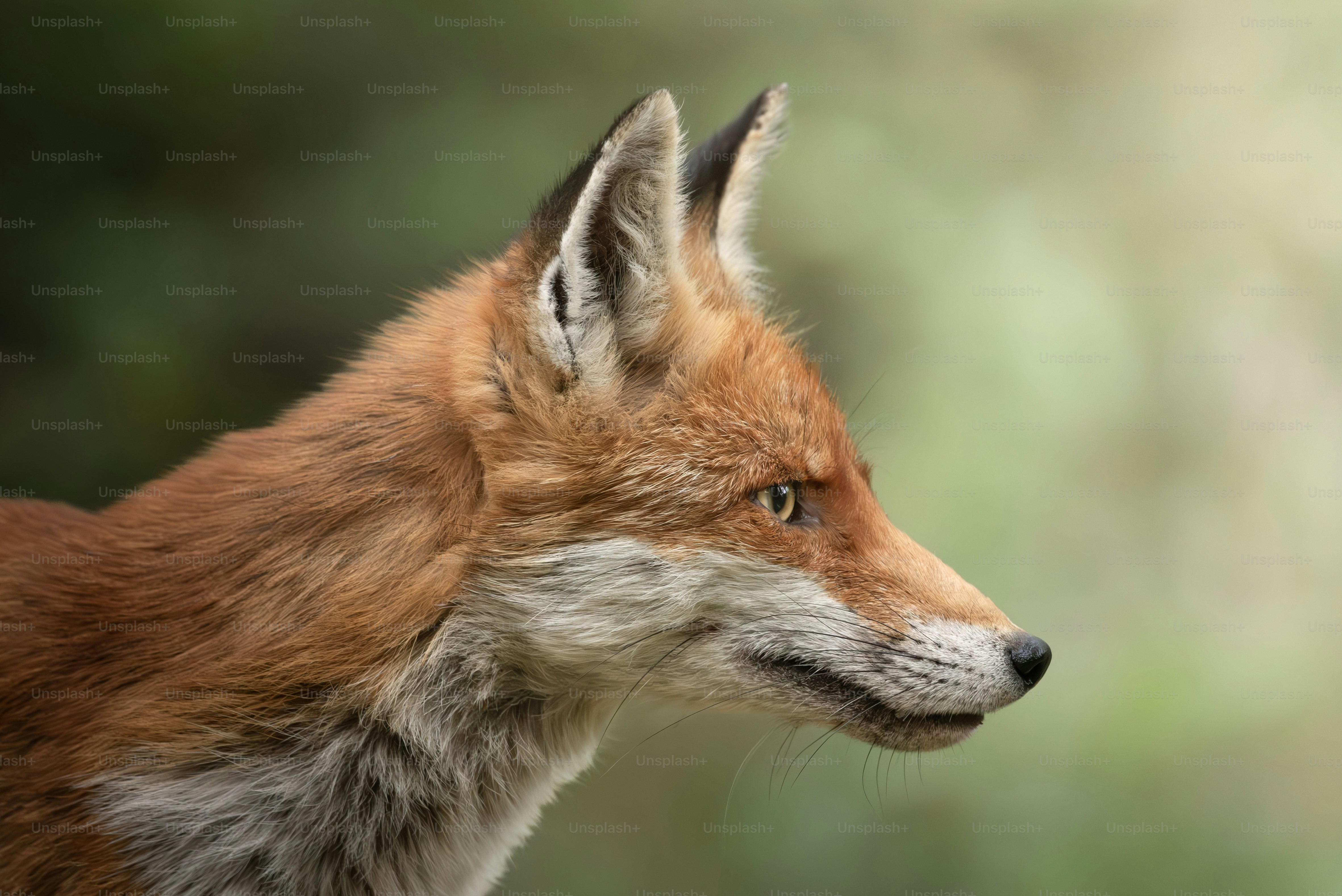 A close up of a red fox with a blurry background photo – Alert Image on ...