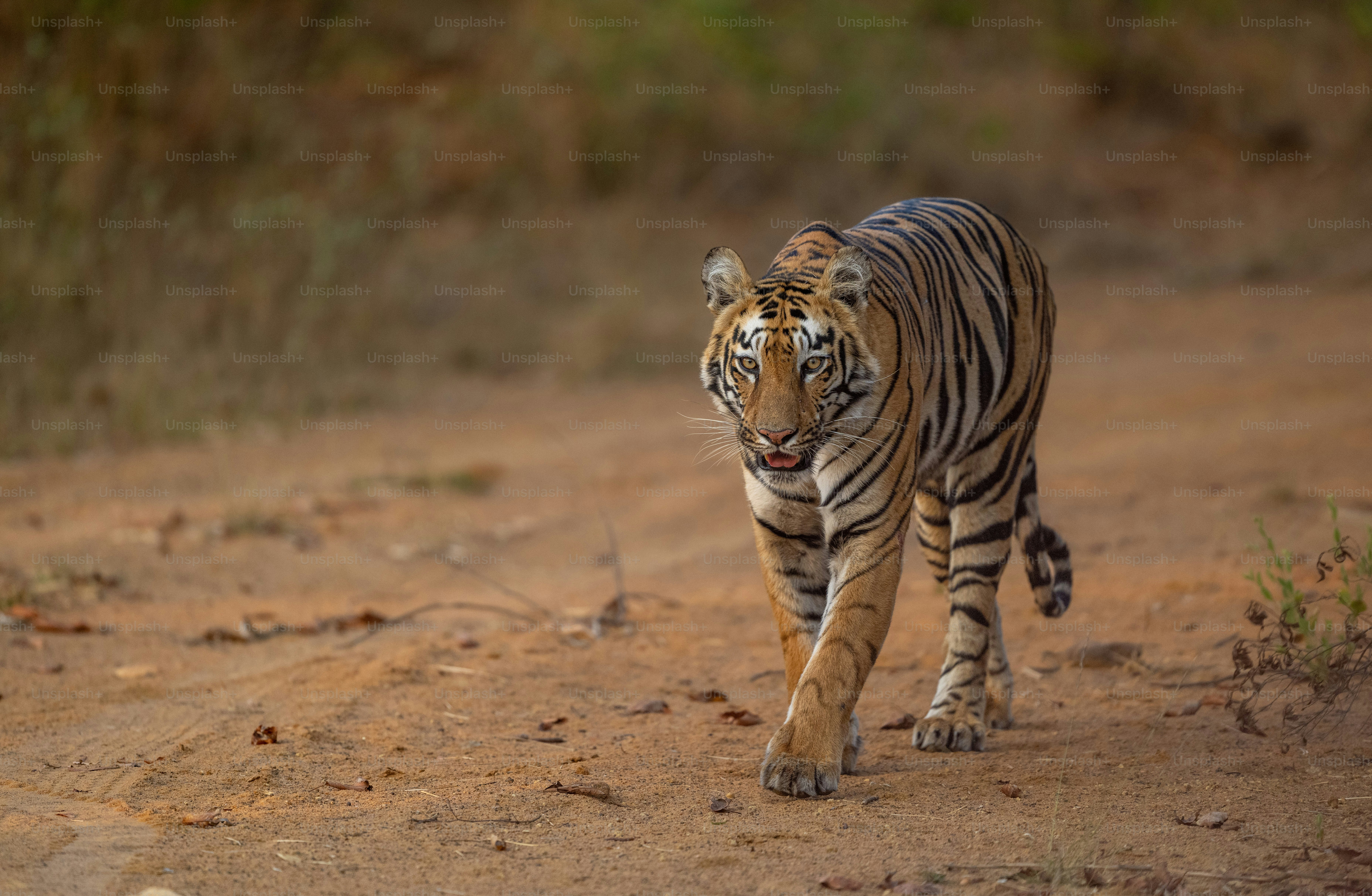 A couple of tigers standing next to a body of water photo – Animals ...