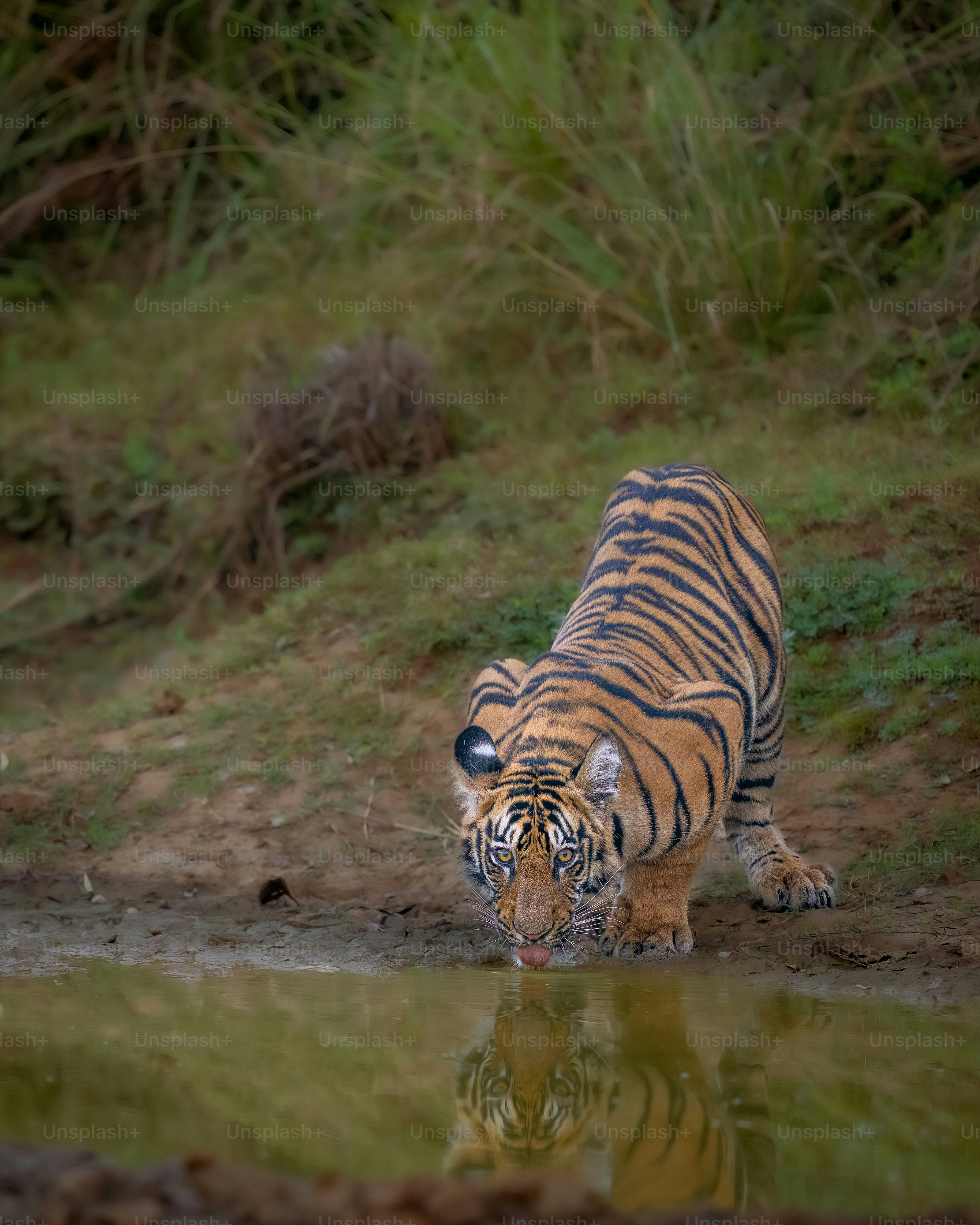 A tiger drinking water from a small pond photo – Animals Image on Unsplash