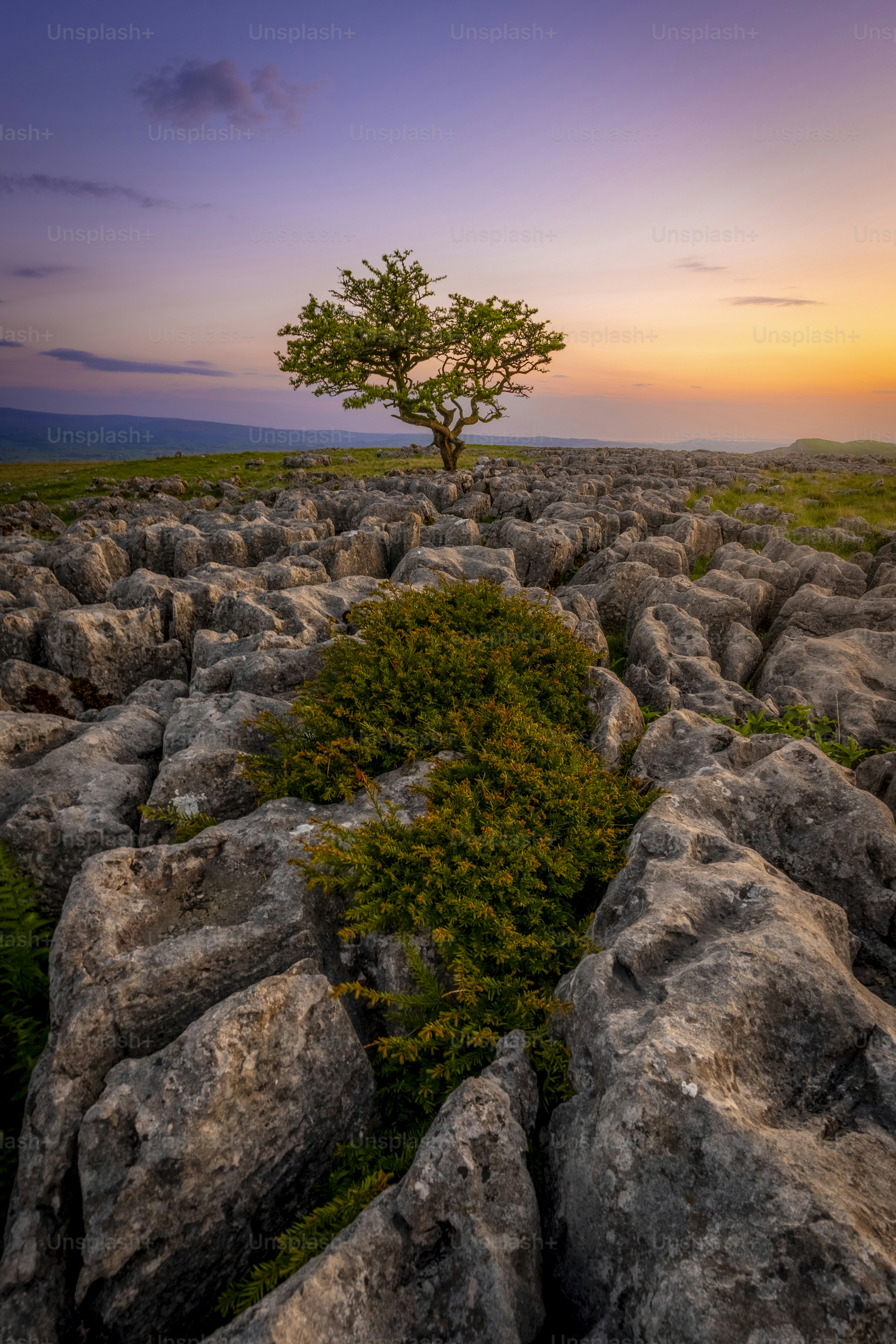 A lone tree in the middle of a rocky landscape photo – Ingleton Image ...