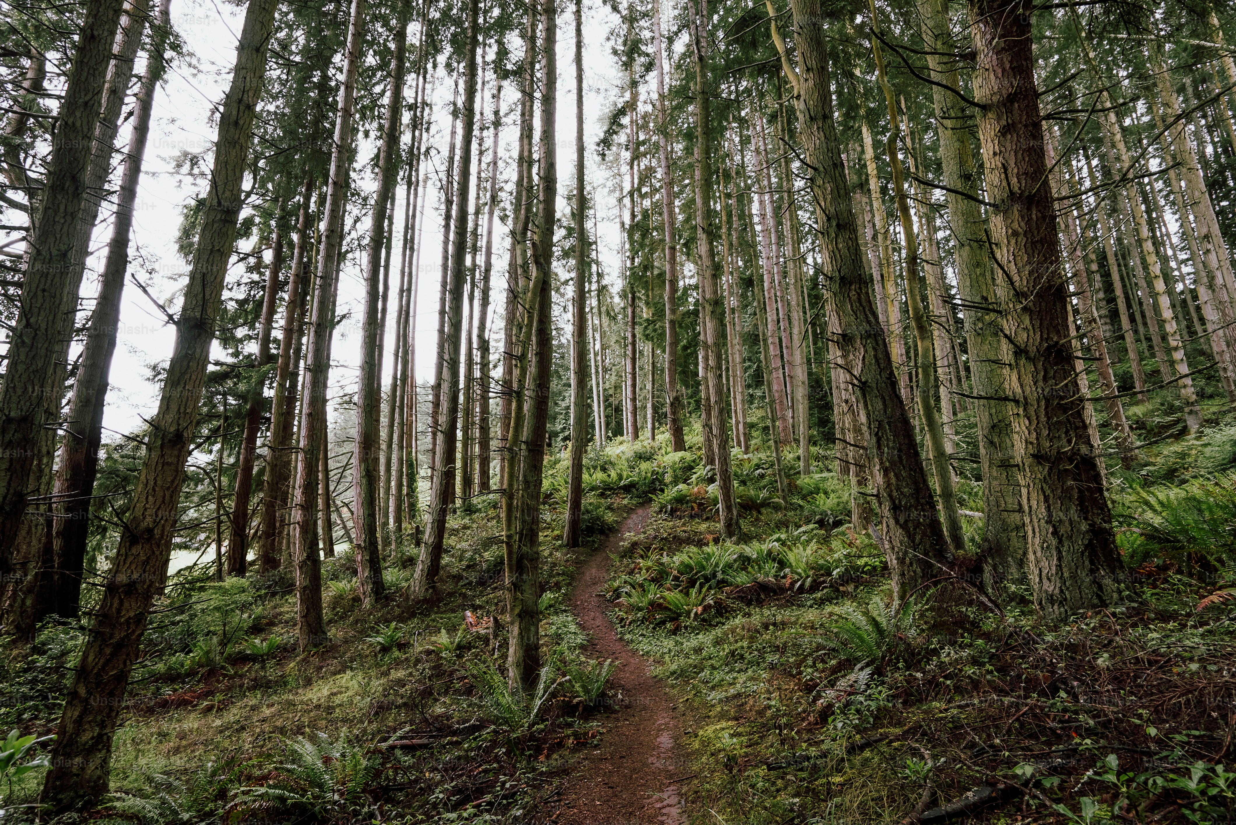 A trail in the middle of a forest with lots of trees photo – Whidbey ...