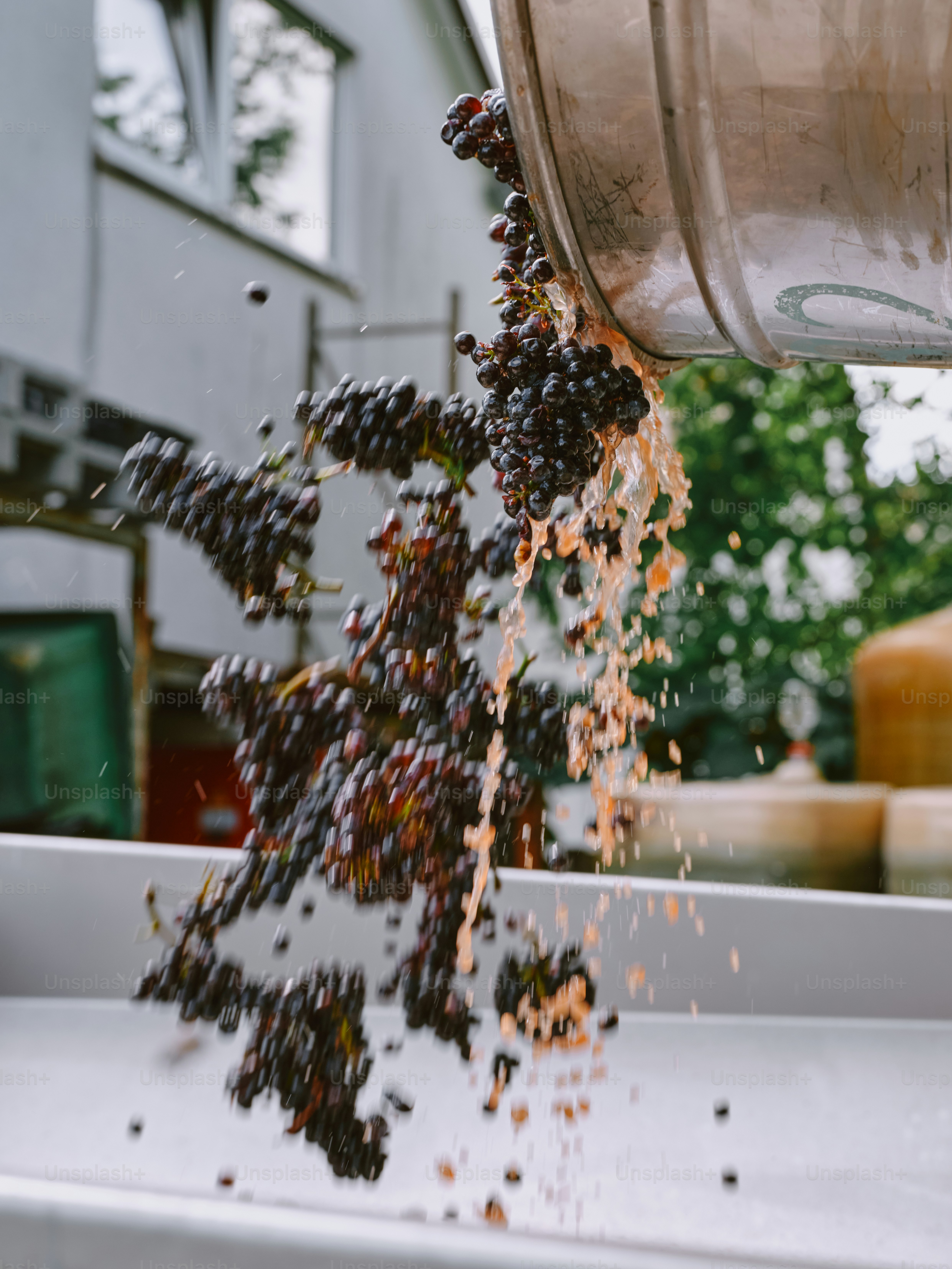 A bunch of grapes are being poured into a container photo ...