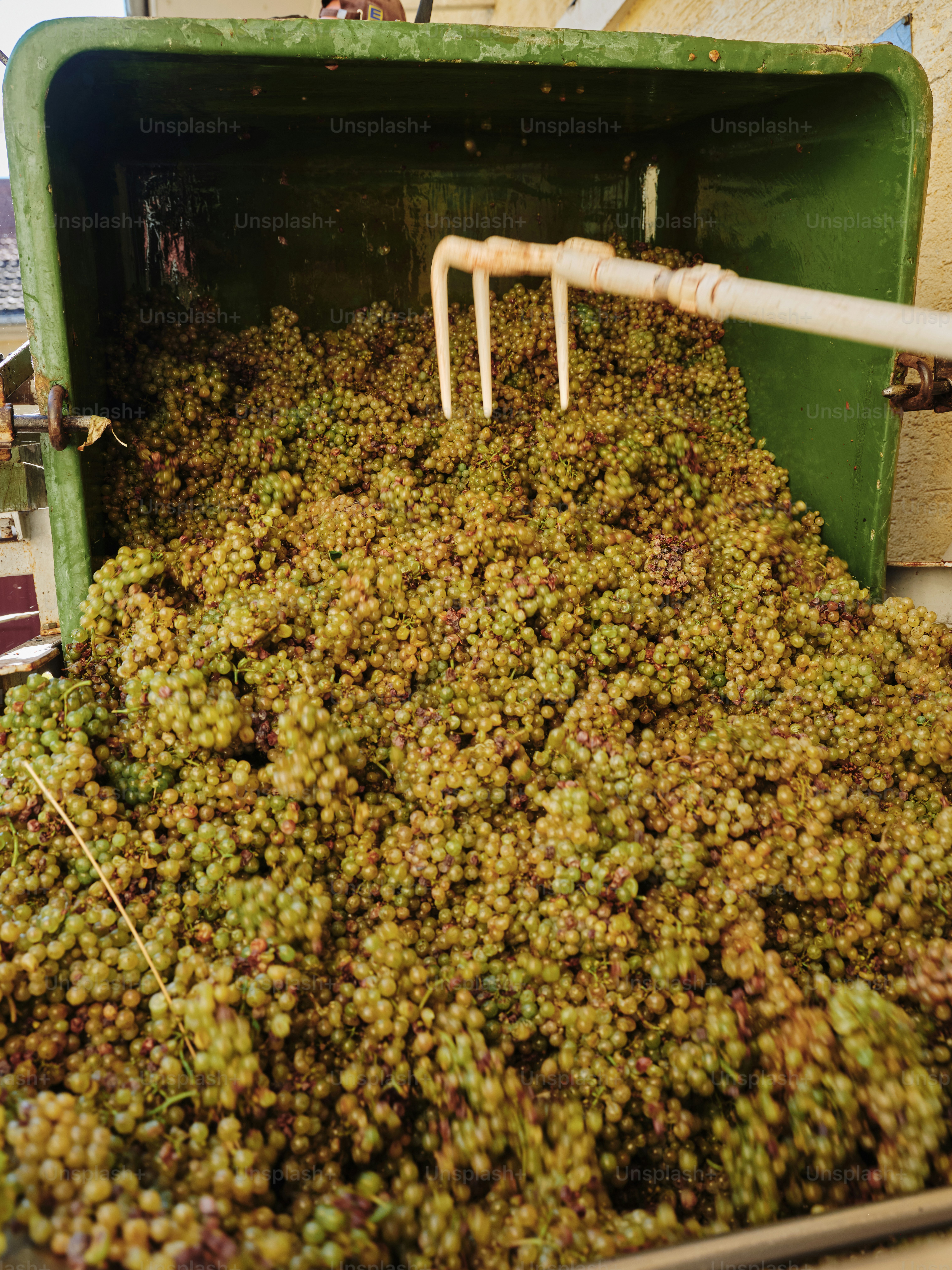 A green box filled with lots of green grapes photo – Grape fermentation ...