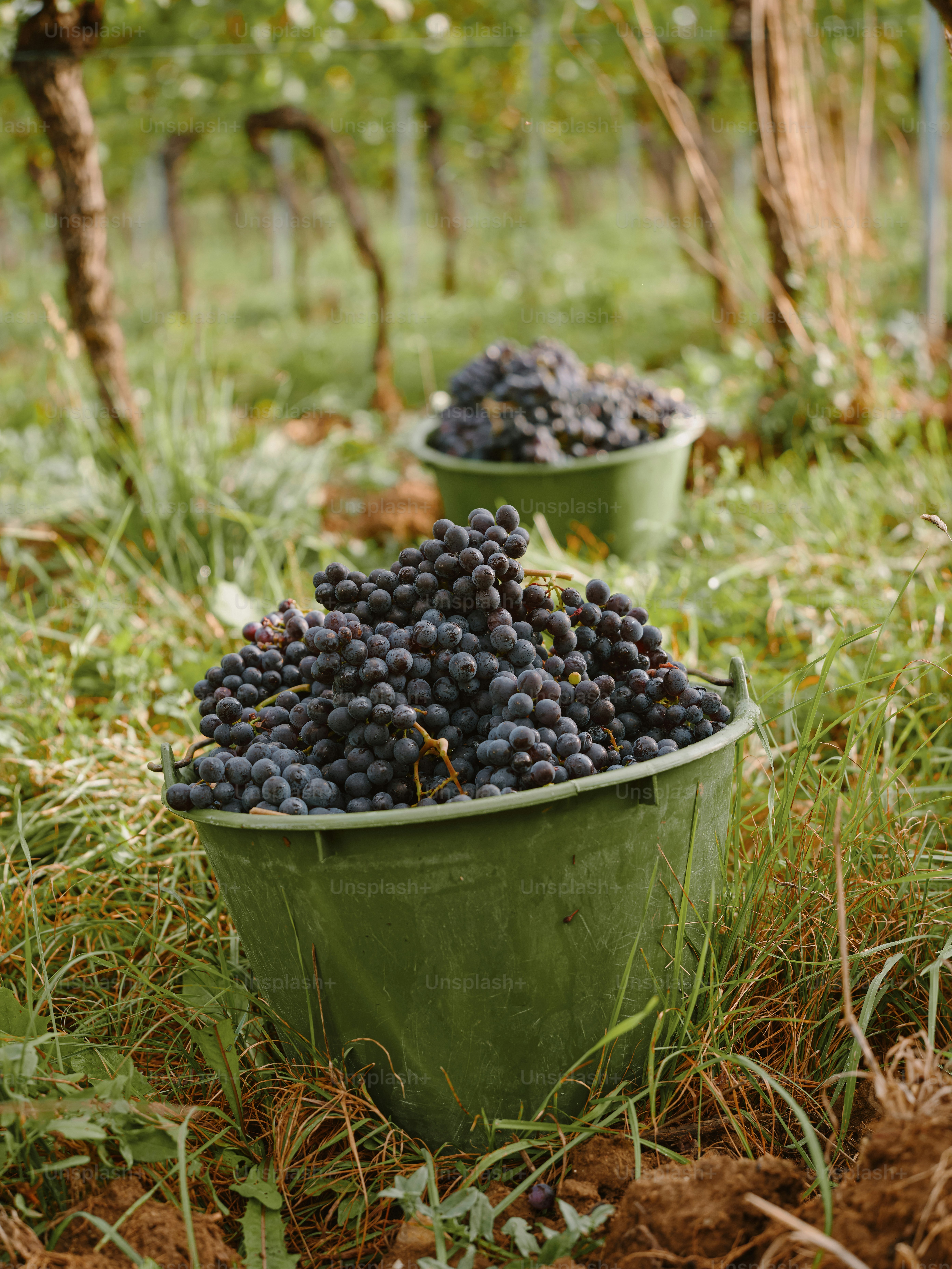 A couple of buckets filled with grapes in a field photo – Fermentation ...