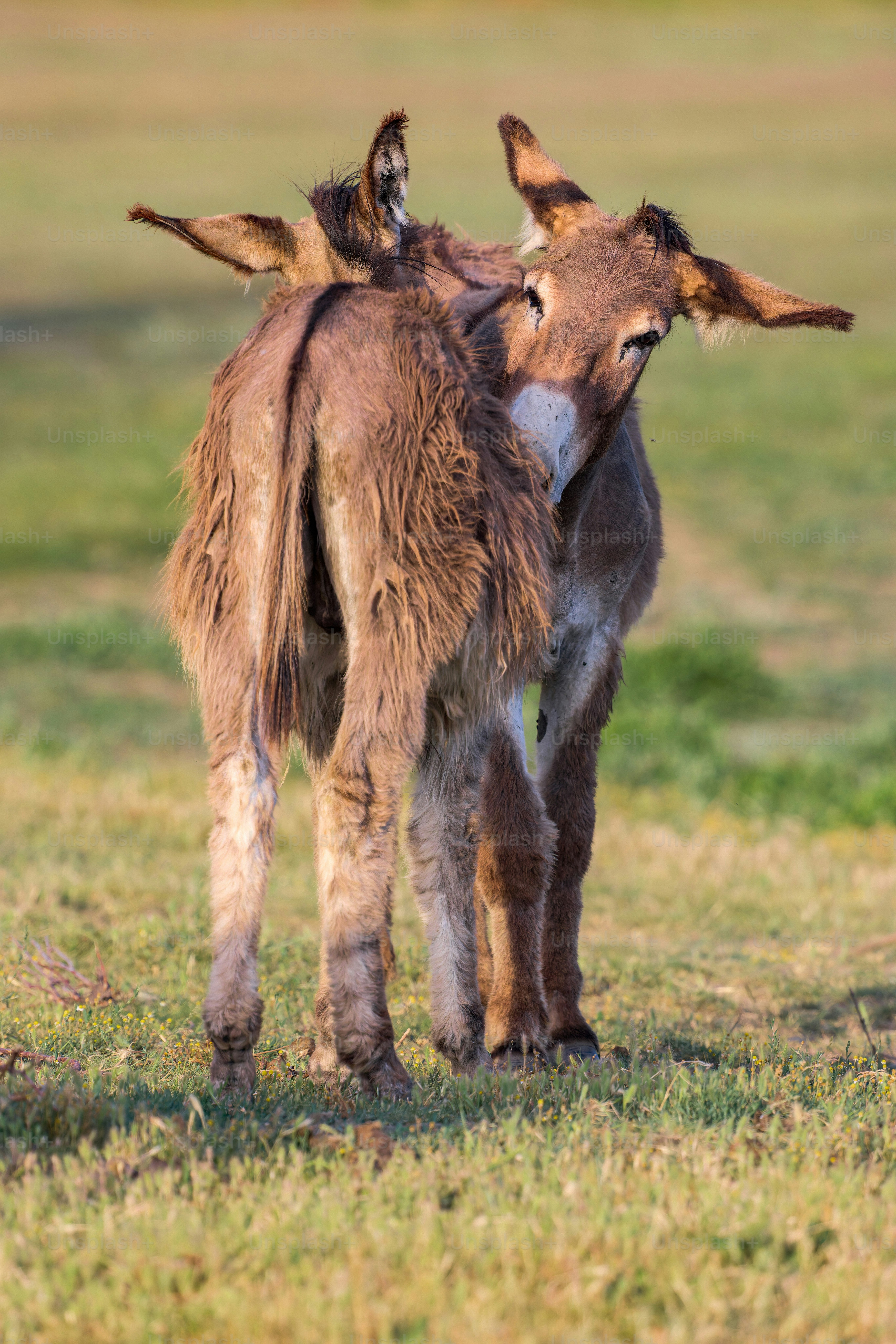 A couple of small brown animals standing on top of a grass covered ...