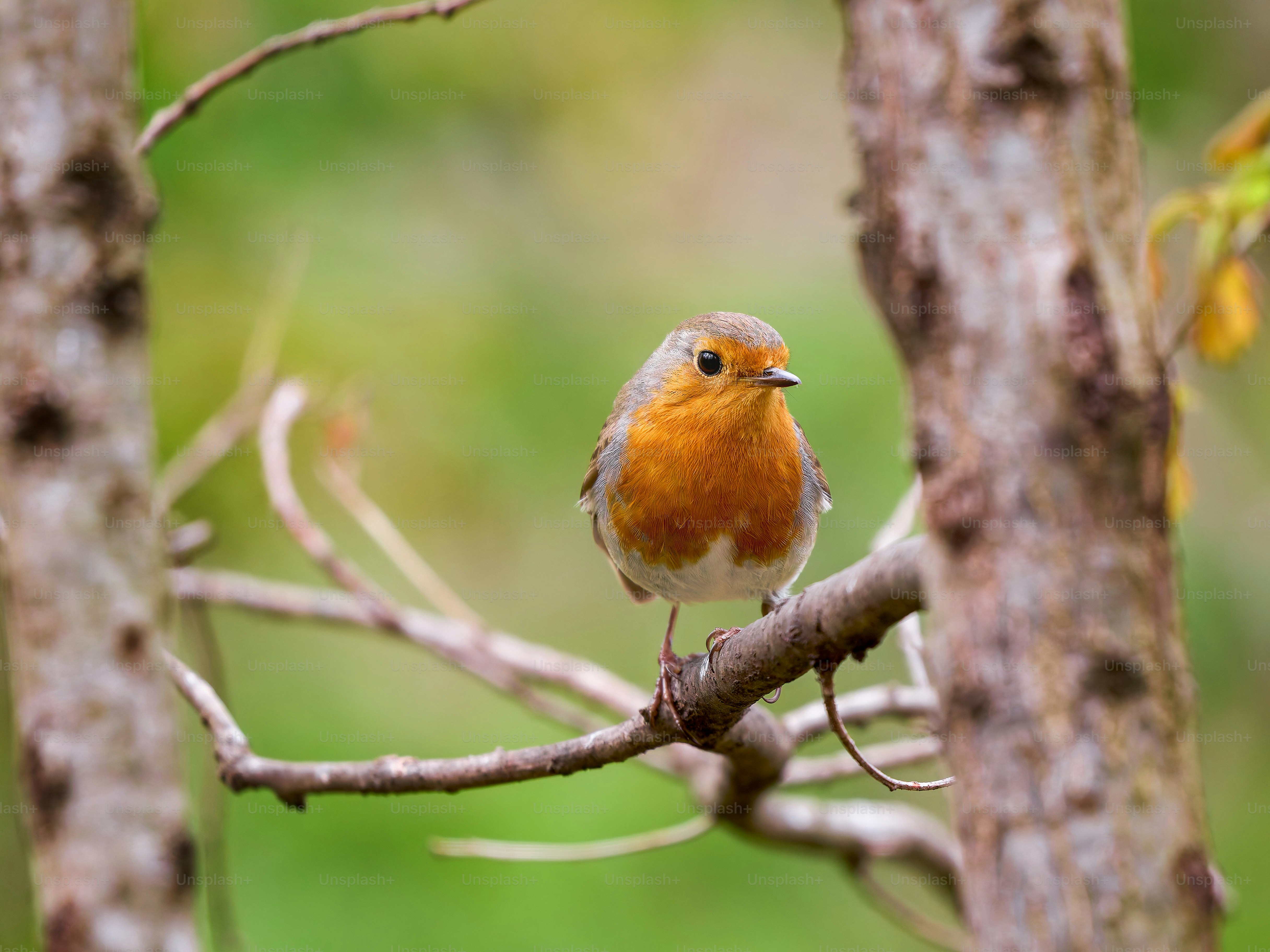 A small bird perched on top of a tree branch photo – Bird Image on Unsplash