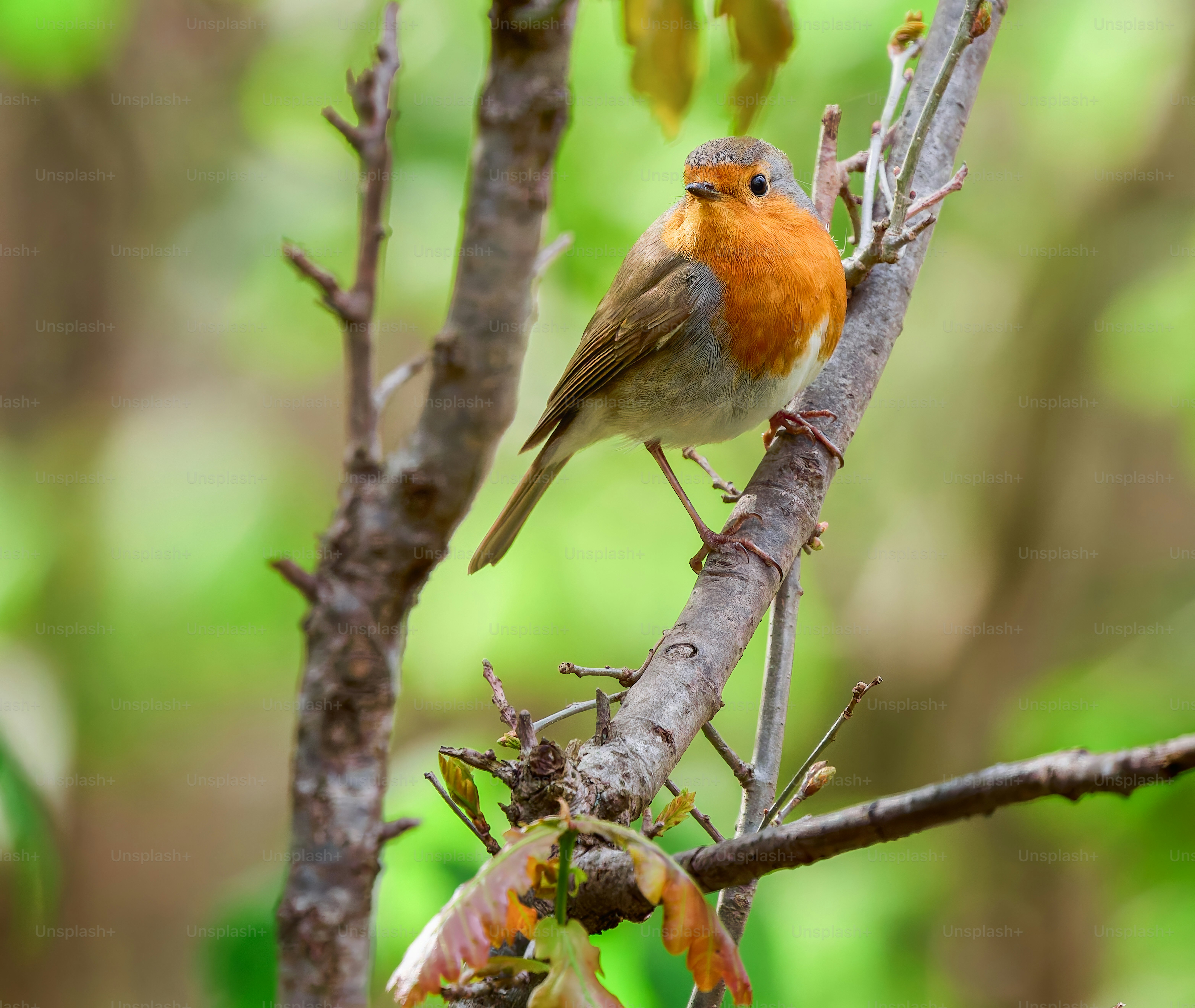 A small bird perched on top of a tree branch photo – Bird Image on Unsplash