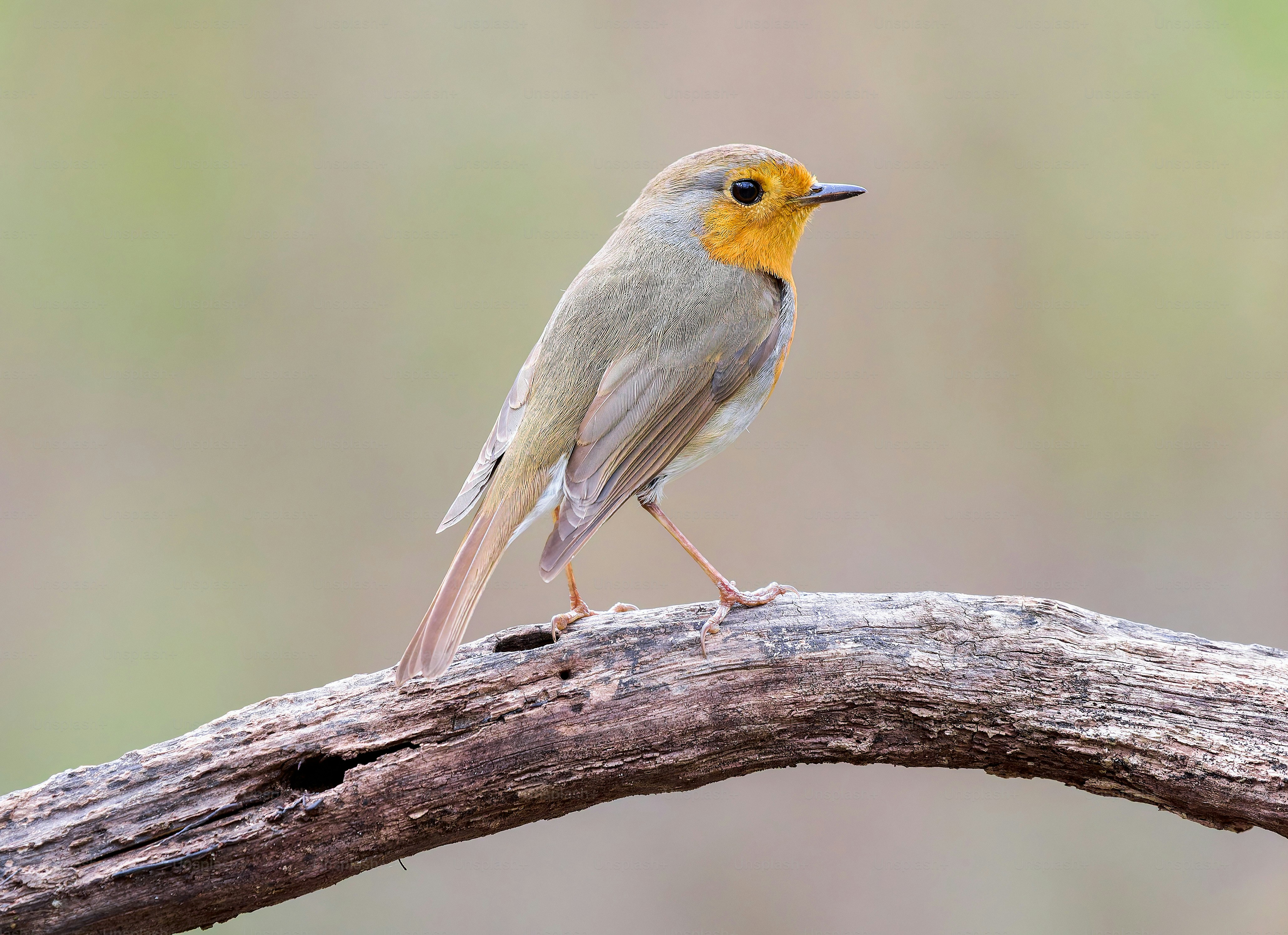 A small bird perched on top of a tree branch photo – Bird Image on Unsplash