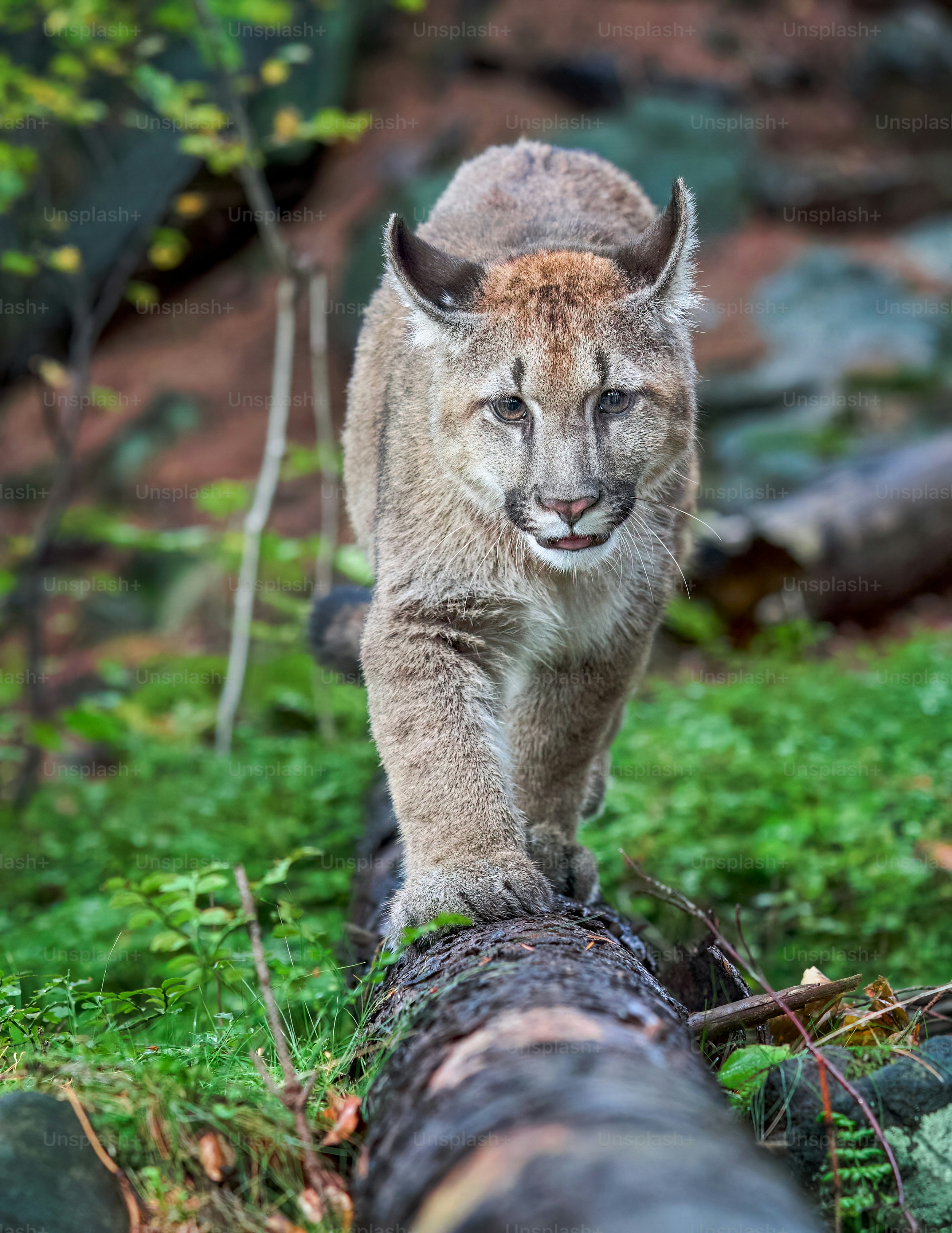 A lynx walking on a log in a forest photo – Puma Image on Unsplash