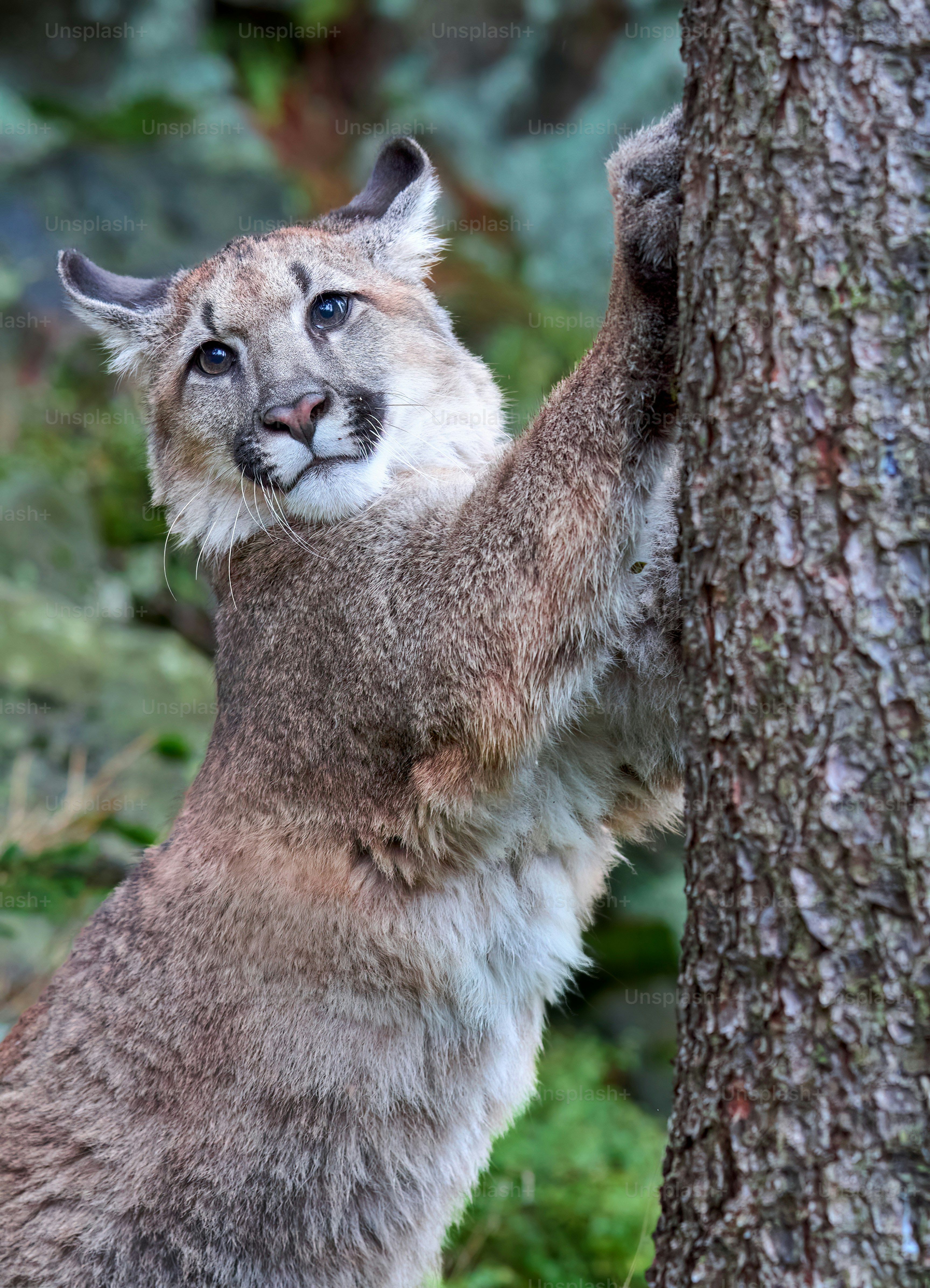 A mountain lion climbing up the side of a tree photo – Cat Image on ...