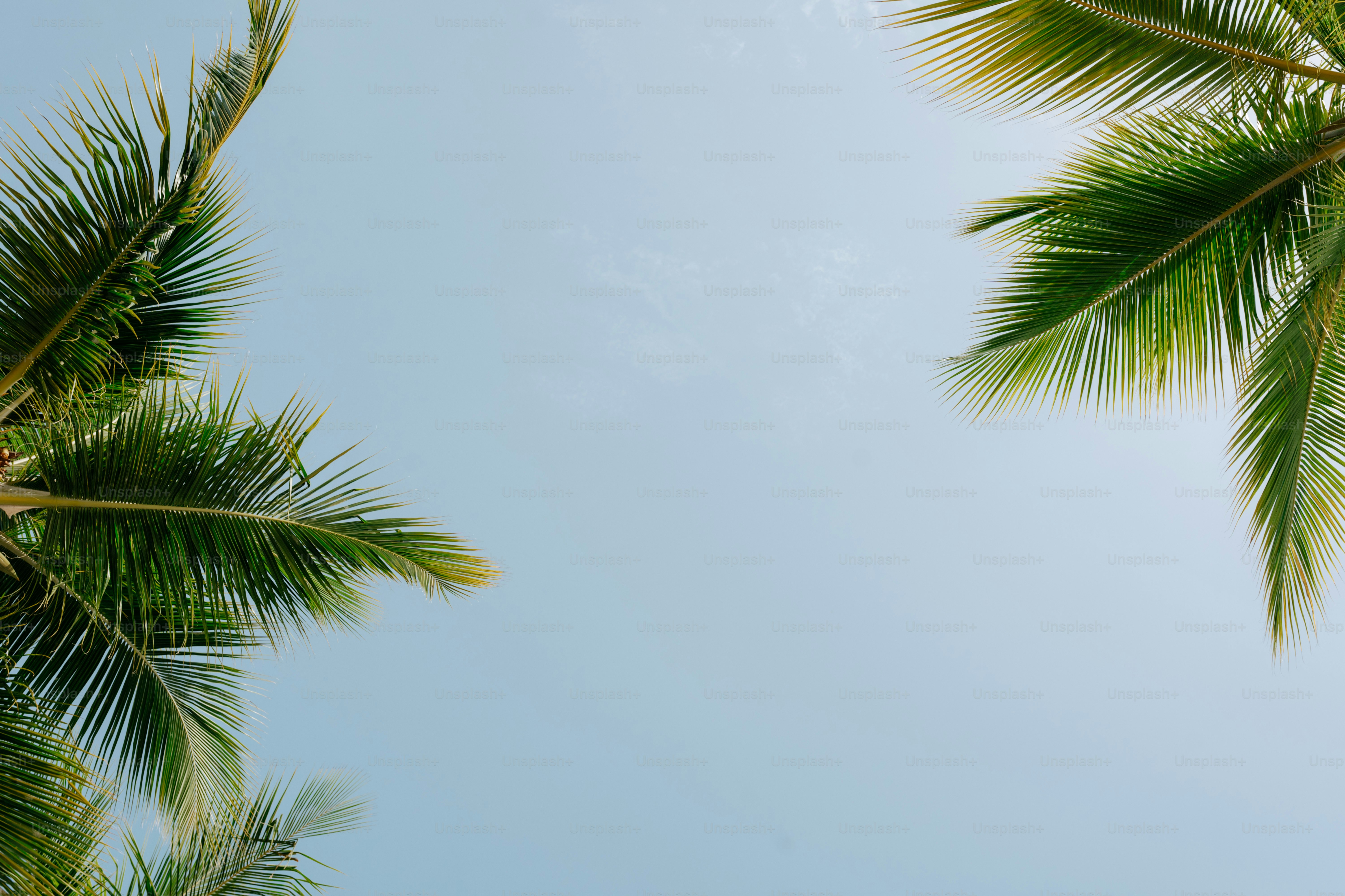 A view of the top of a palm tree from below photo – Palm tree Image on ...