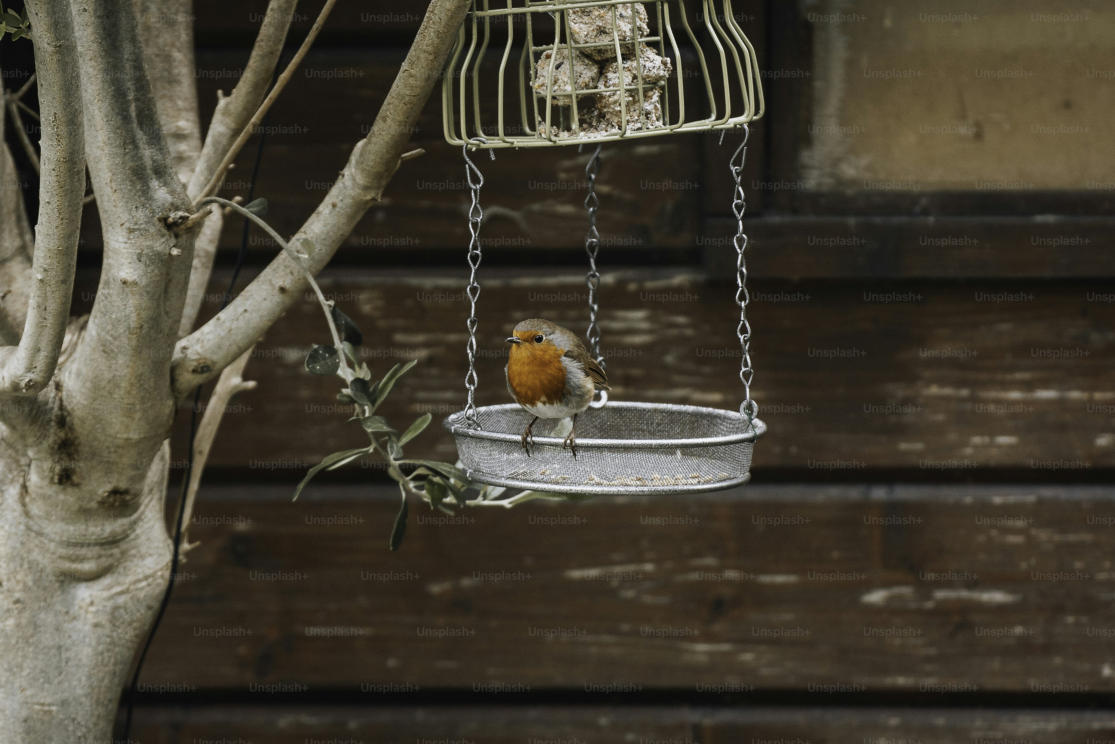 A bird in a cage hanging from a tree photo – Robin Image on Unsplash