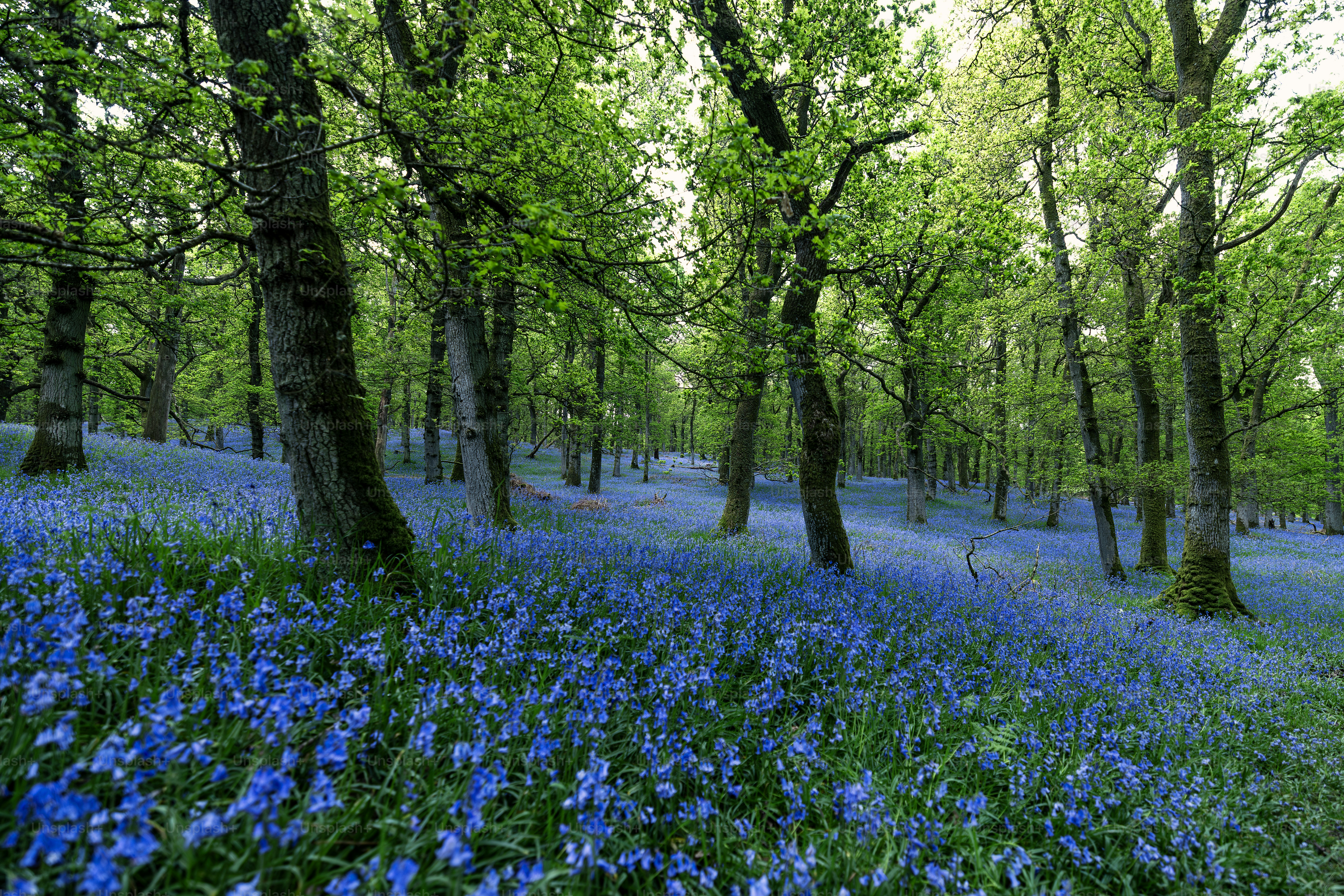 Un bosque lleno de flores azules foto – Imagen de Papel tapiz en Unsplash