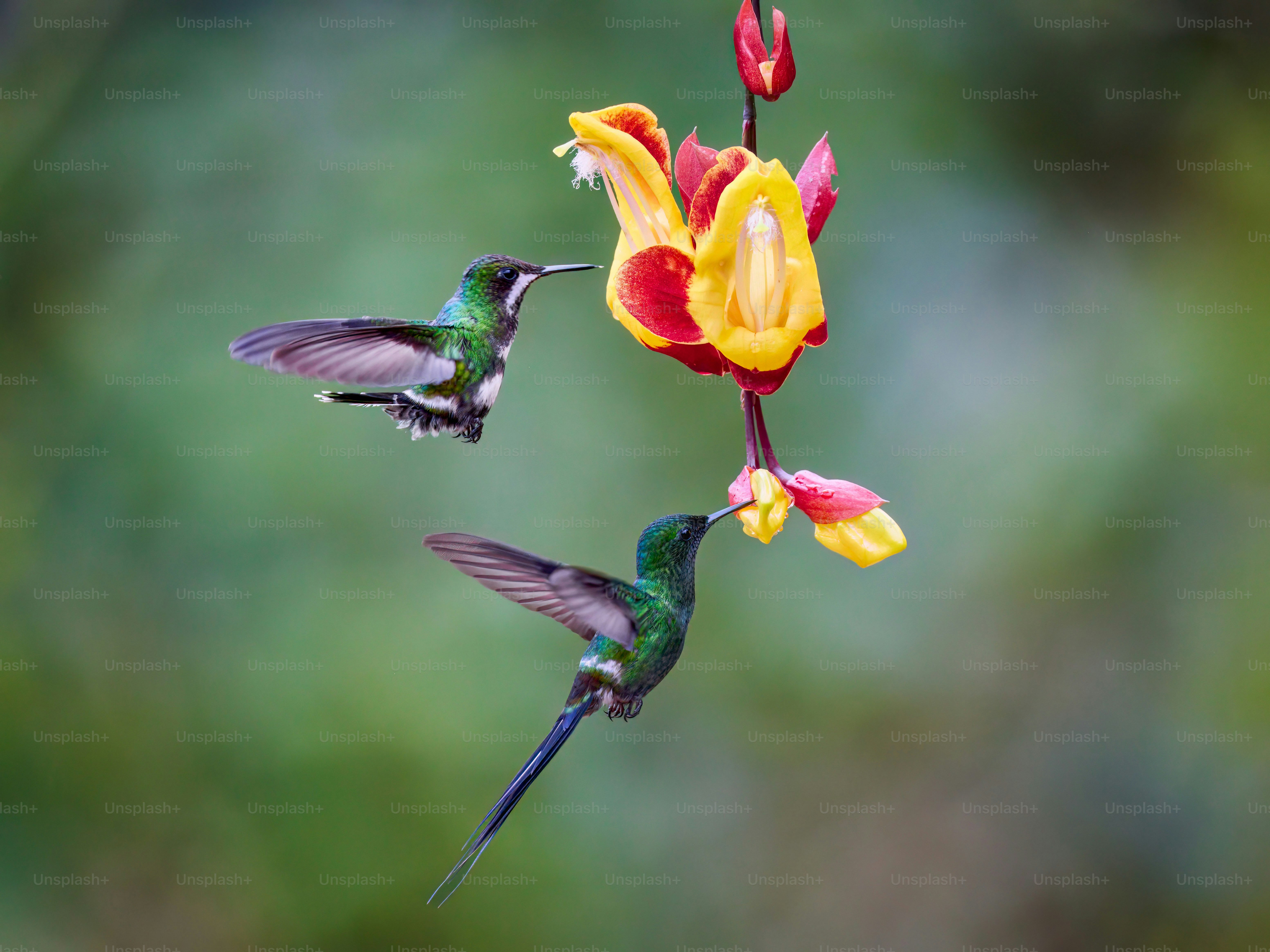 Un colibrí volando hacia una flor con otro colibrí en el fondo foto ...