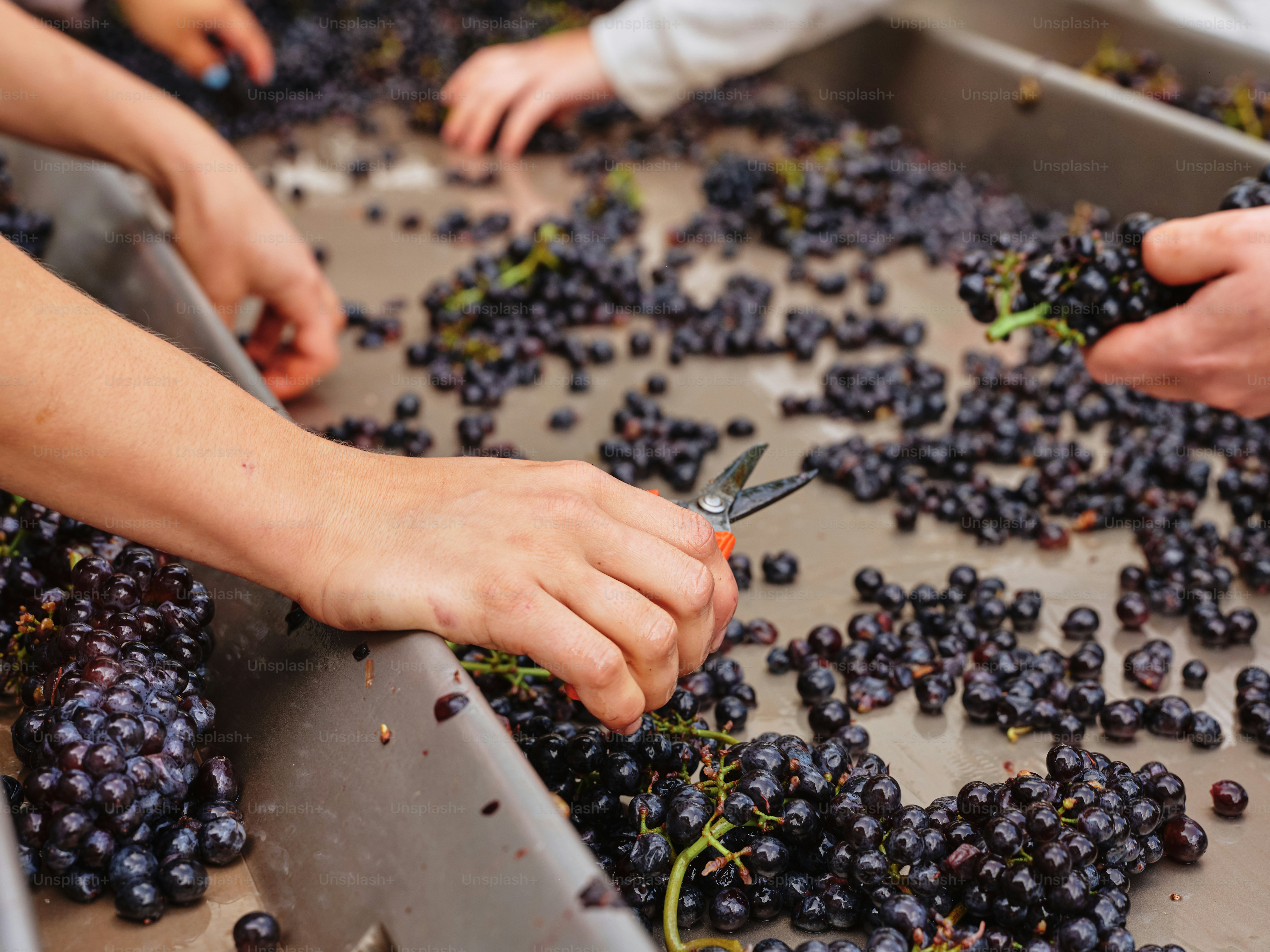A group of people cutting grapes with a knife photo – Grape ...