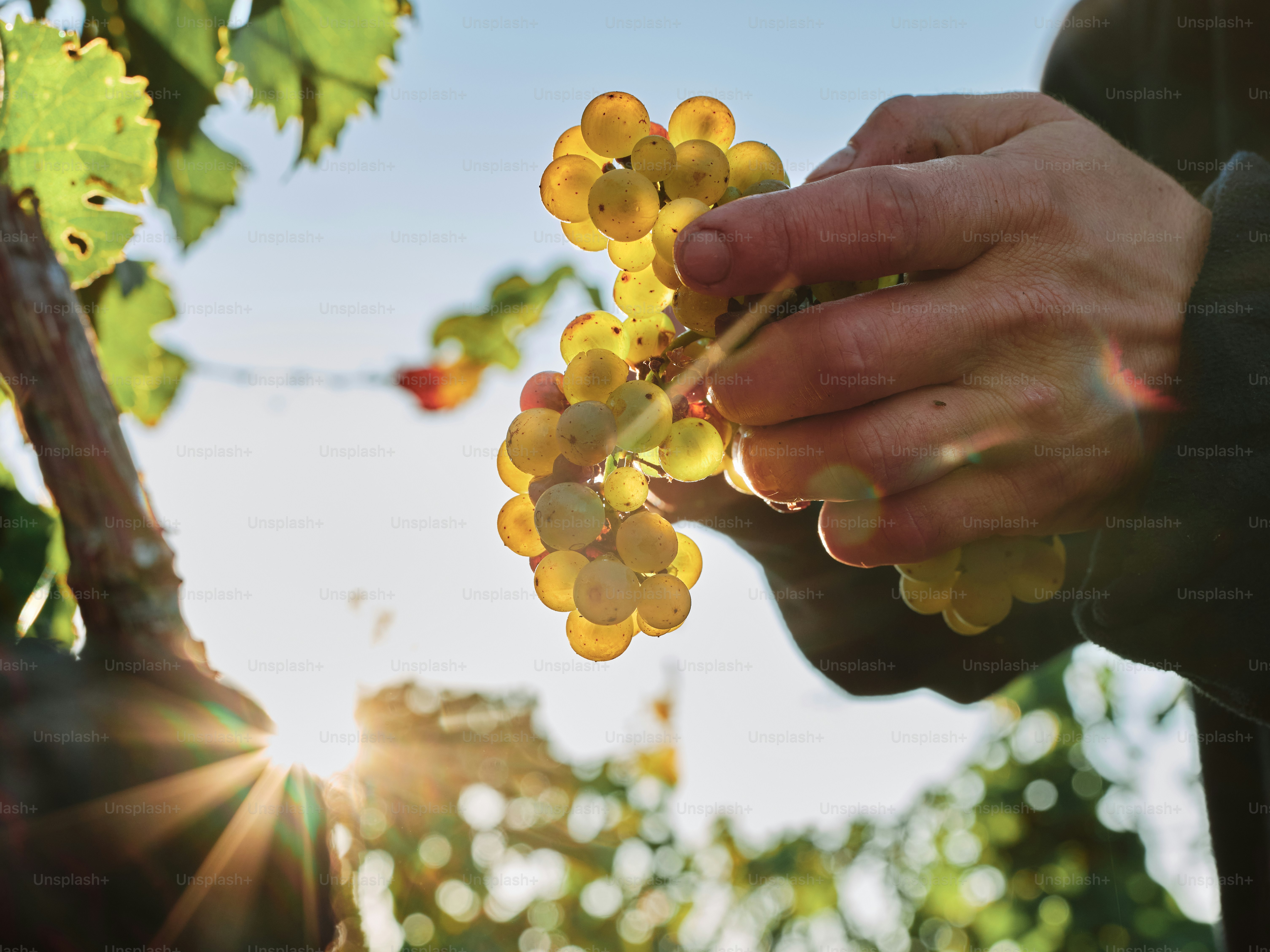 A person holding a bunch of grapes in their hands photo – Wine Image on ...