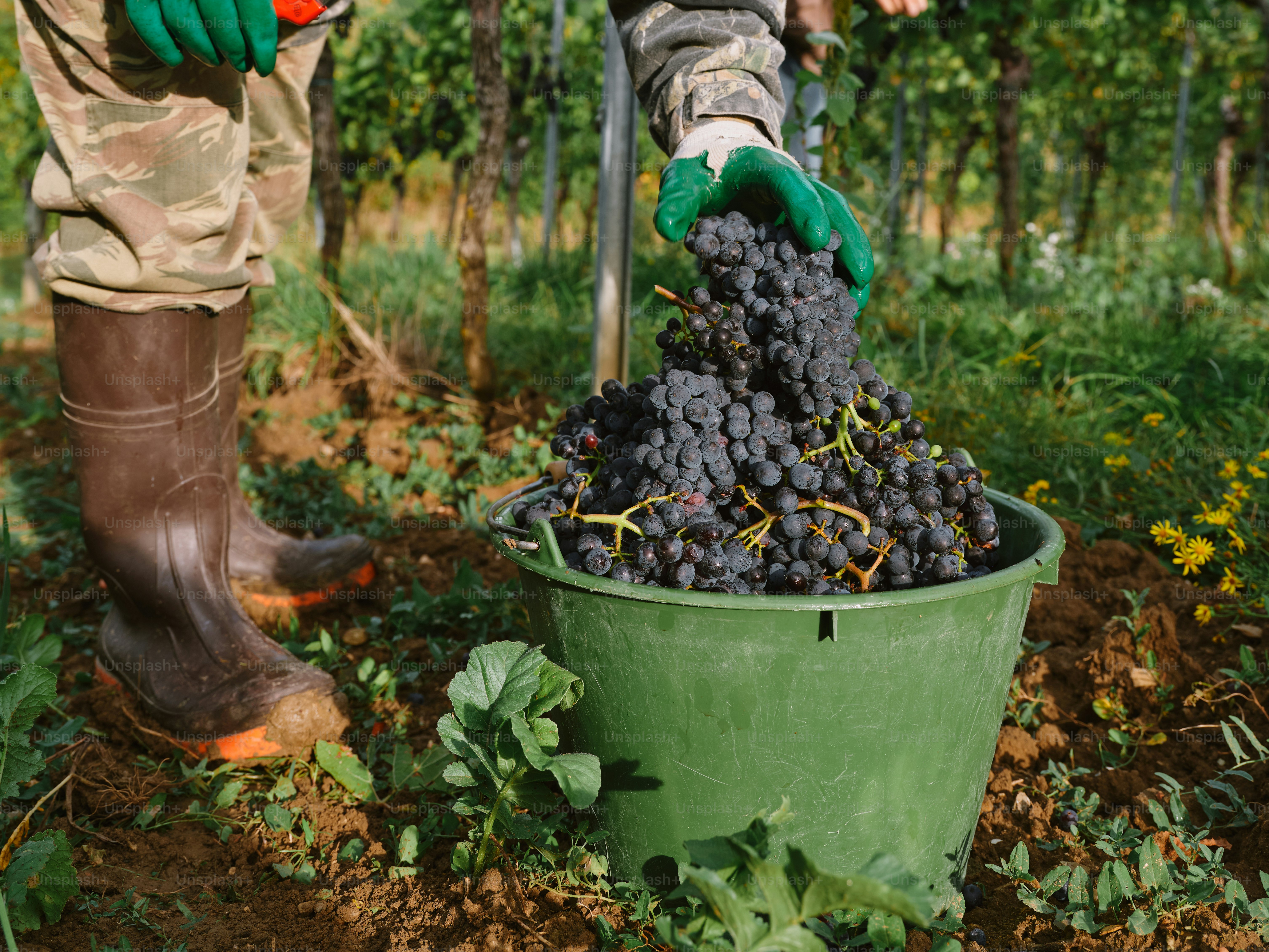 A man is picking grapes from a bucket photo – Grape fermentation Image ...