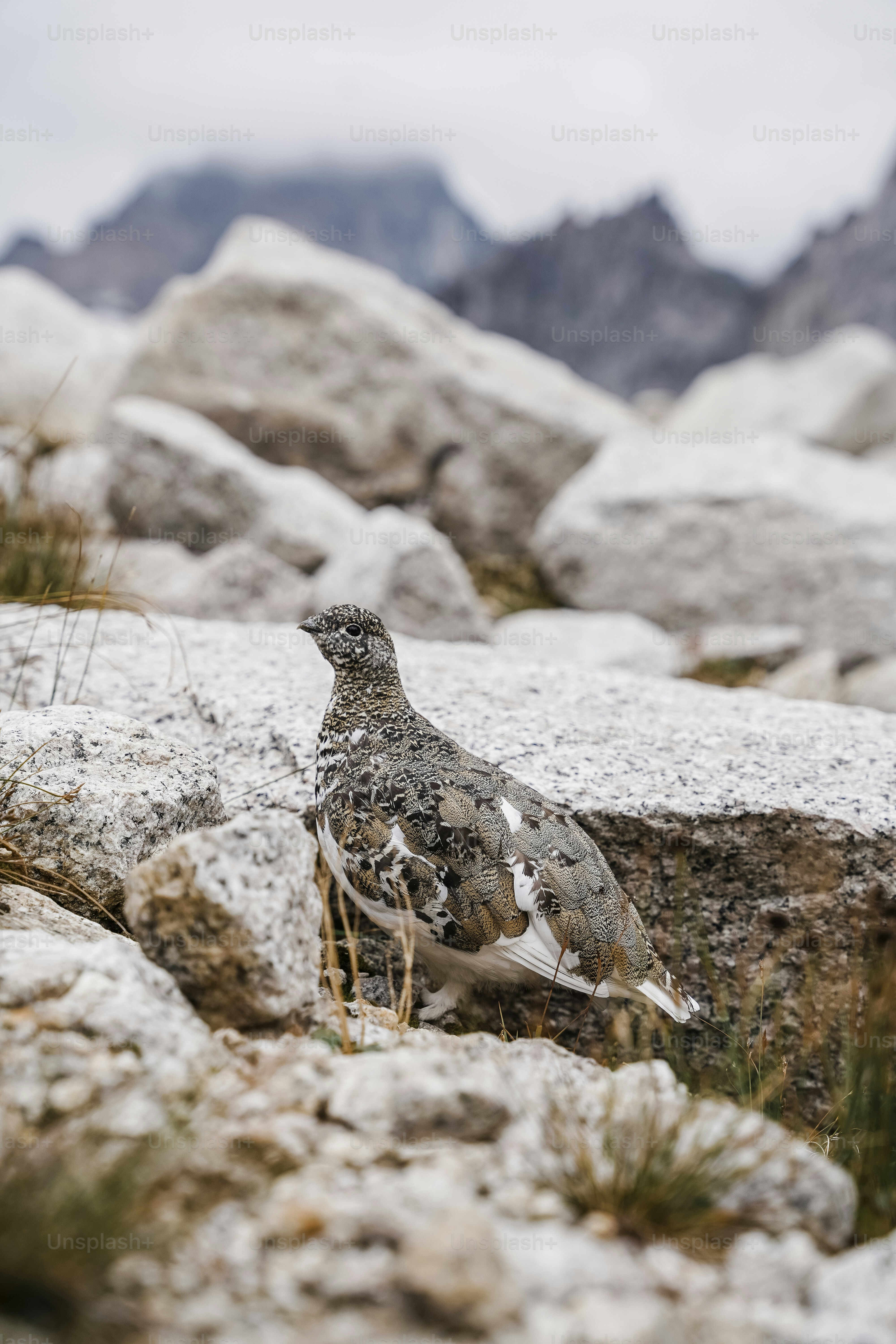 A bird sitting on a rock in the middle of a field photo – Canada Image ...