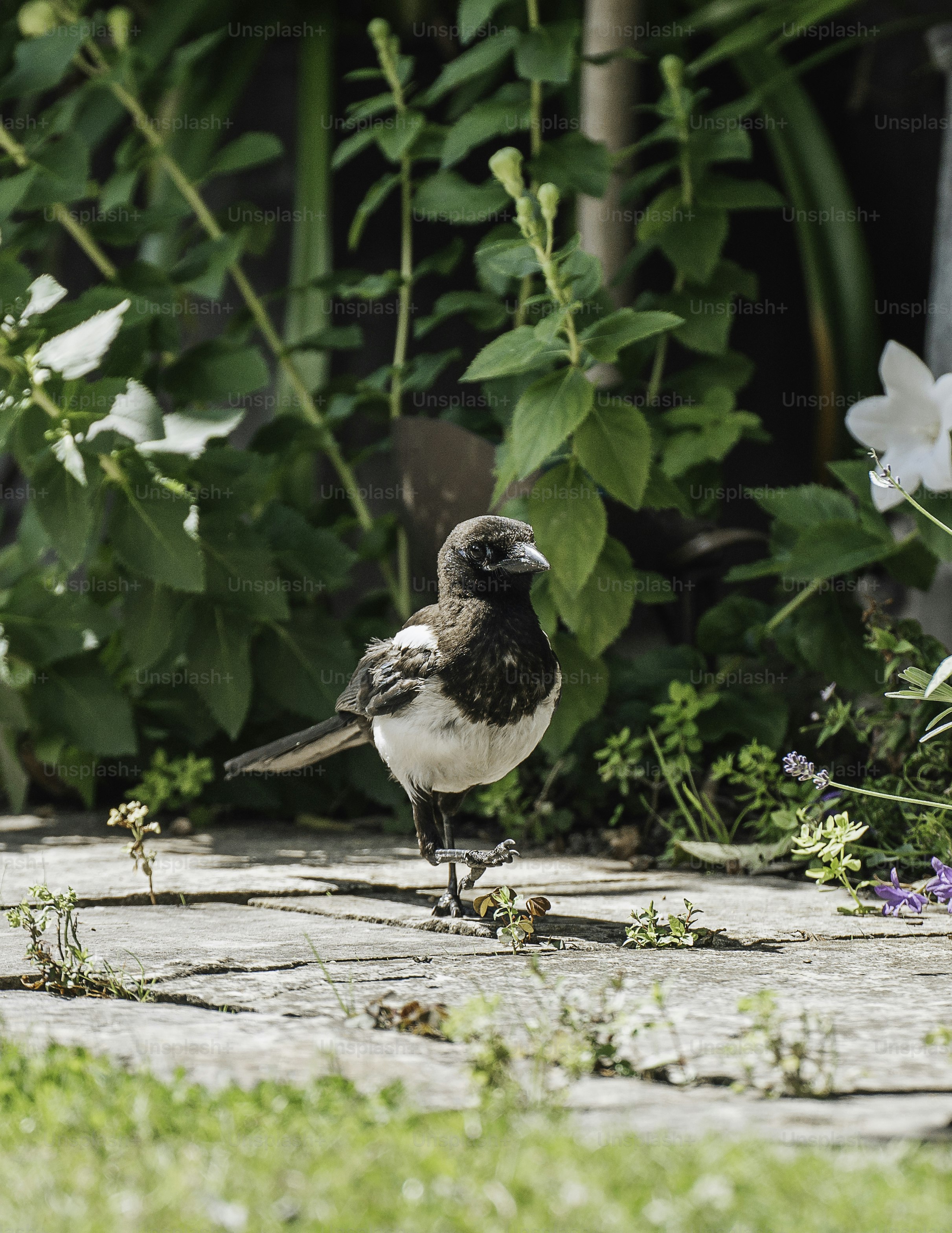 A small bird standing on a stone walkway photo – Feathers Image on Unsplash
