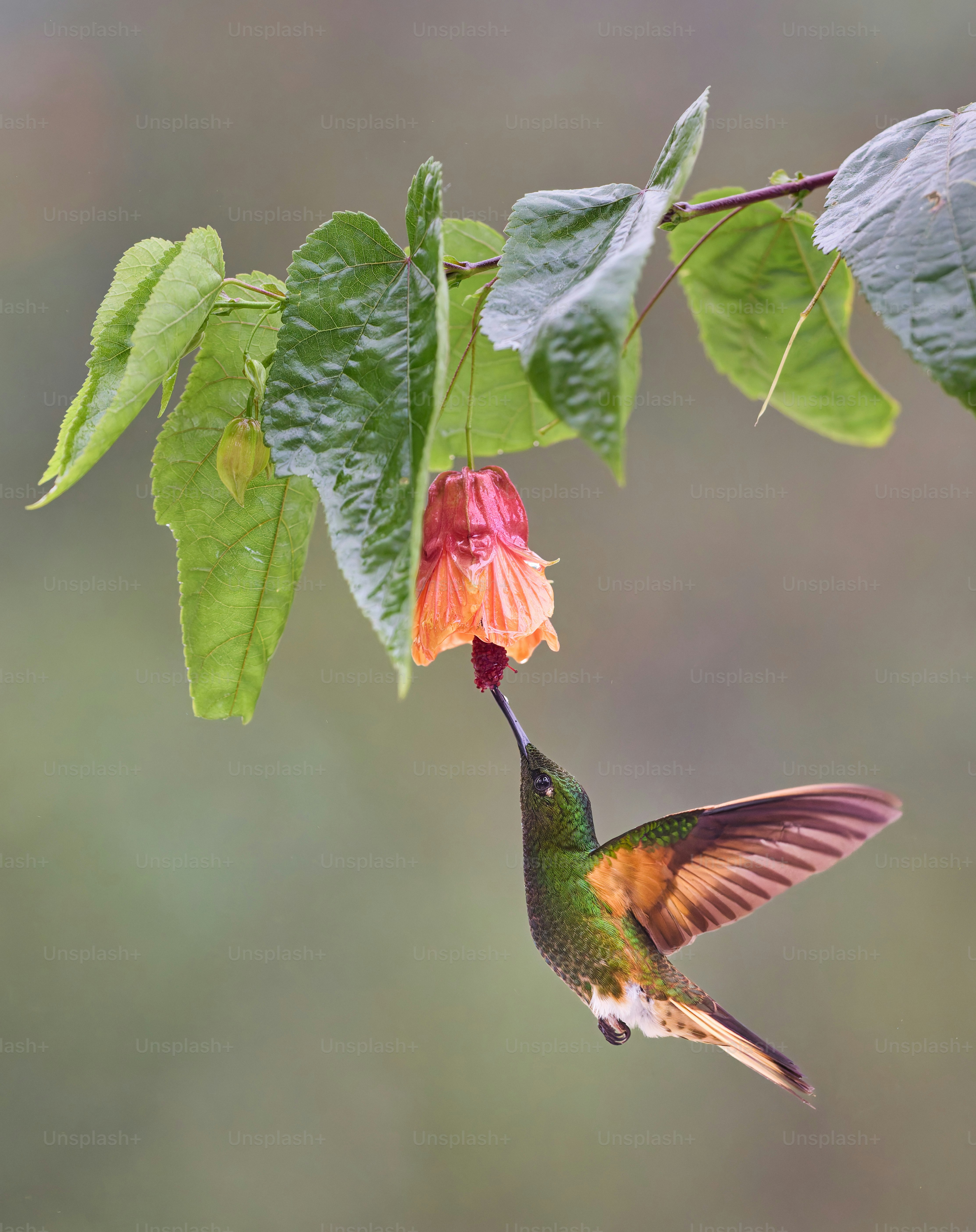 A hummingbird flying away from a flower photo – Bird Image on Unsplash