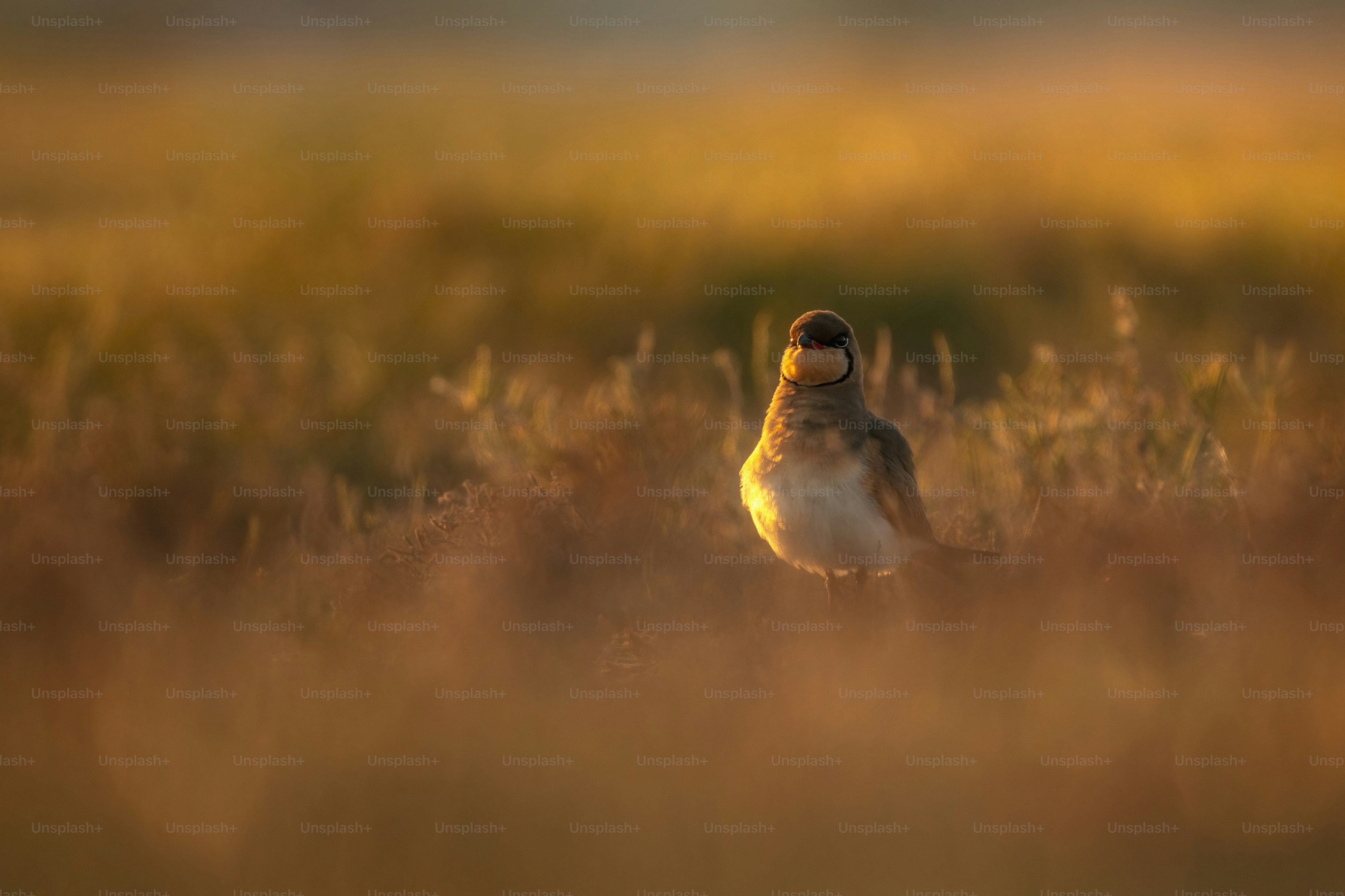 A small bird standing in a field of tall grass photo – Nature Image on ...