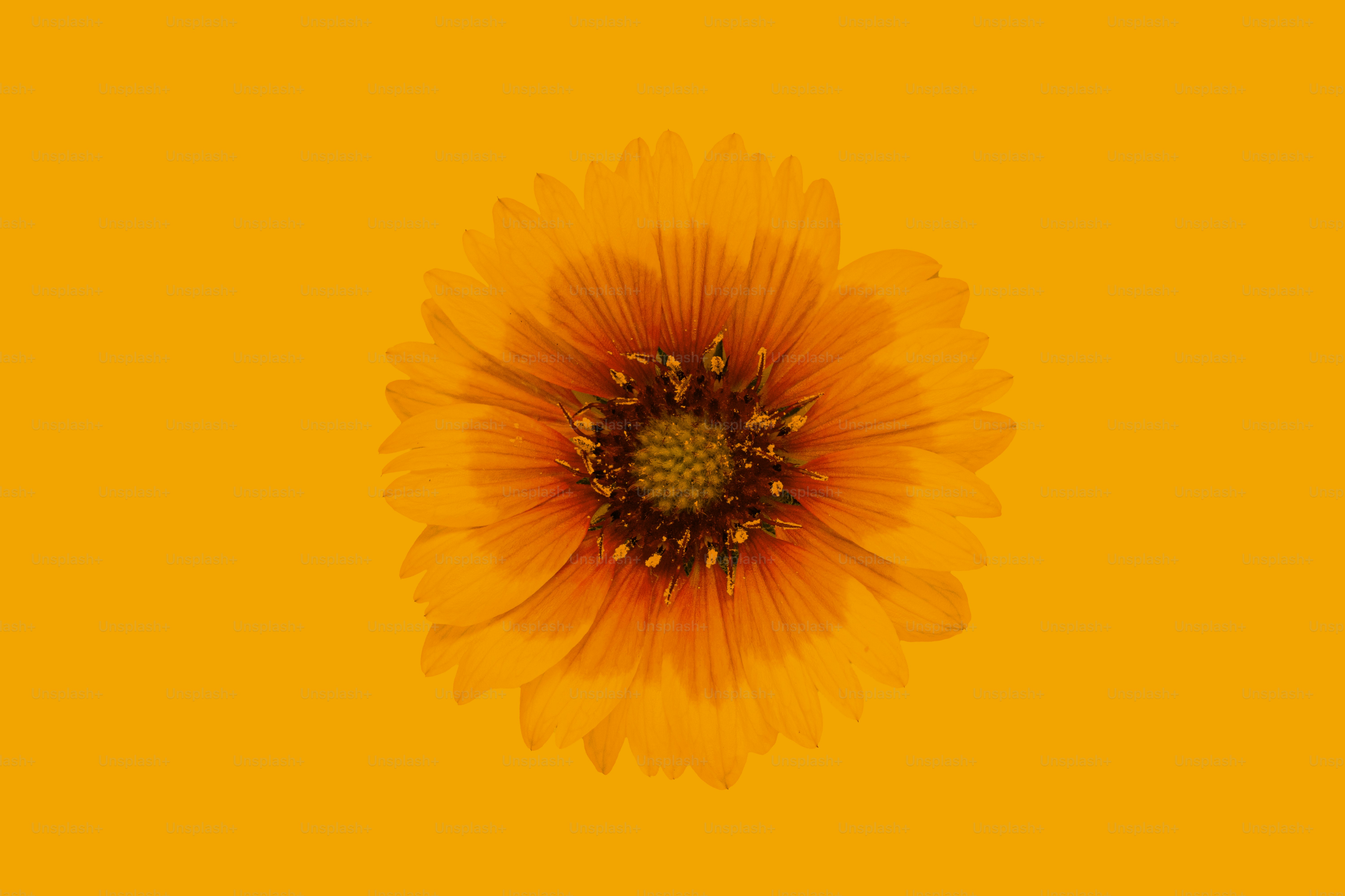 A yellow flower on a yellow background photo – Garden flower Image on ...